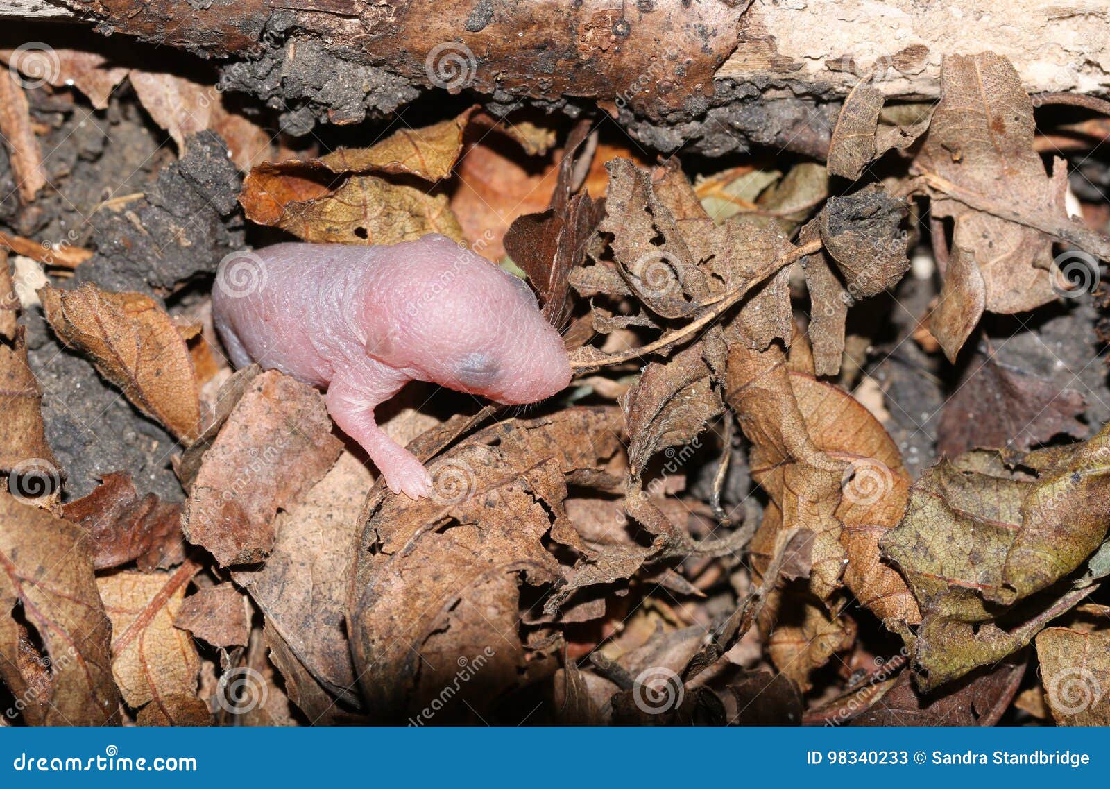 A Tiny Baby Wood Mouse Apodemus Sylvaticus. Stock Image - Image of ...