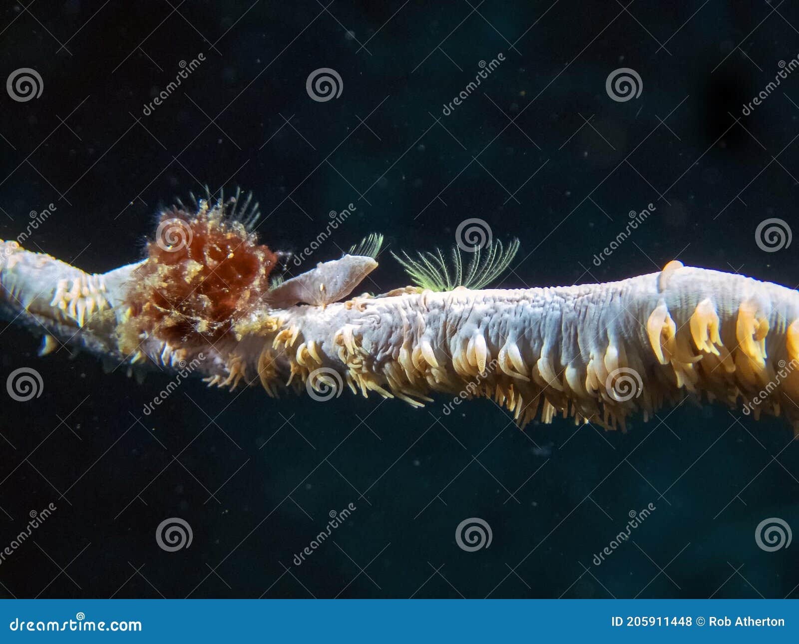 Tiny Barnacles on a Piece of Whip Coral Filter Feeding Stock Photo ...
