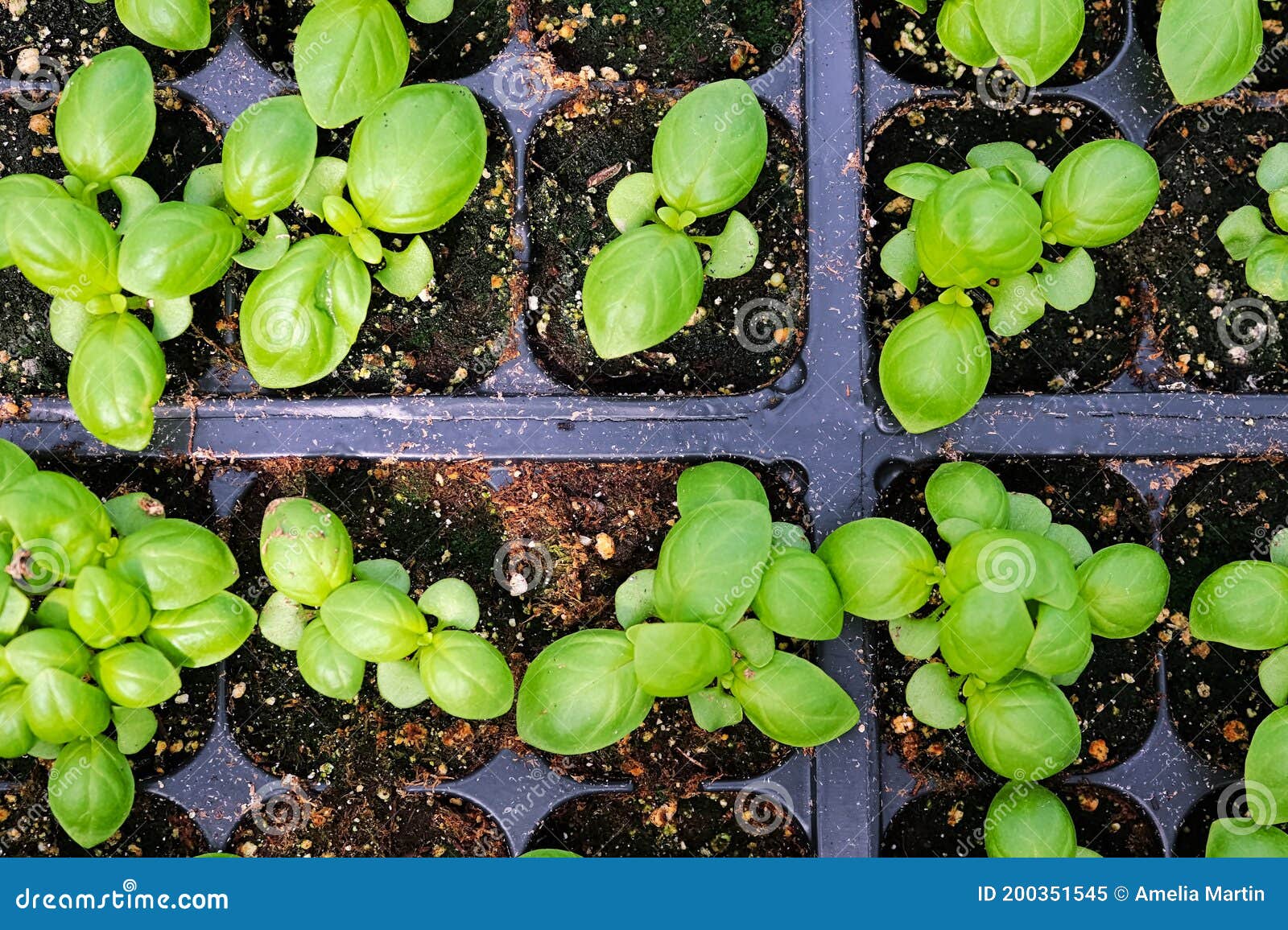 Tiny Basil Plants Growing in Seed Starter Pots Stock Image - Image of ...