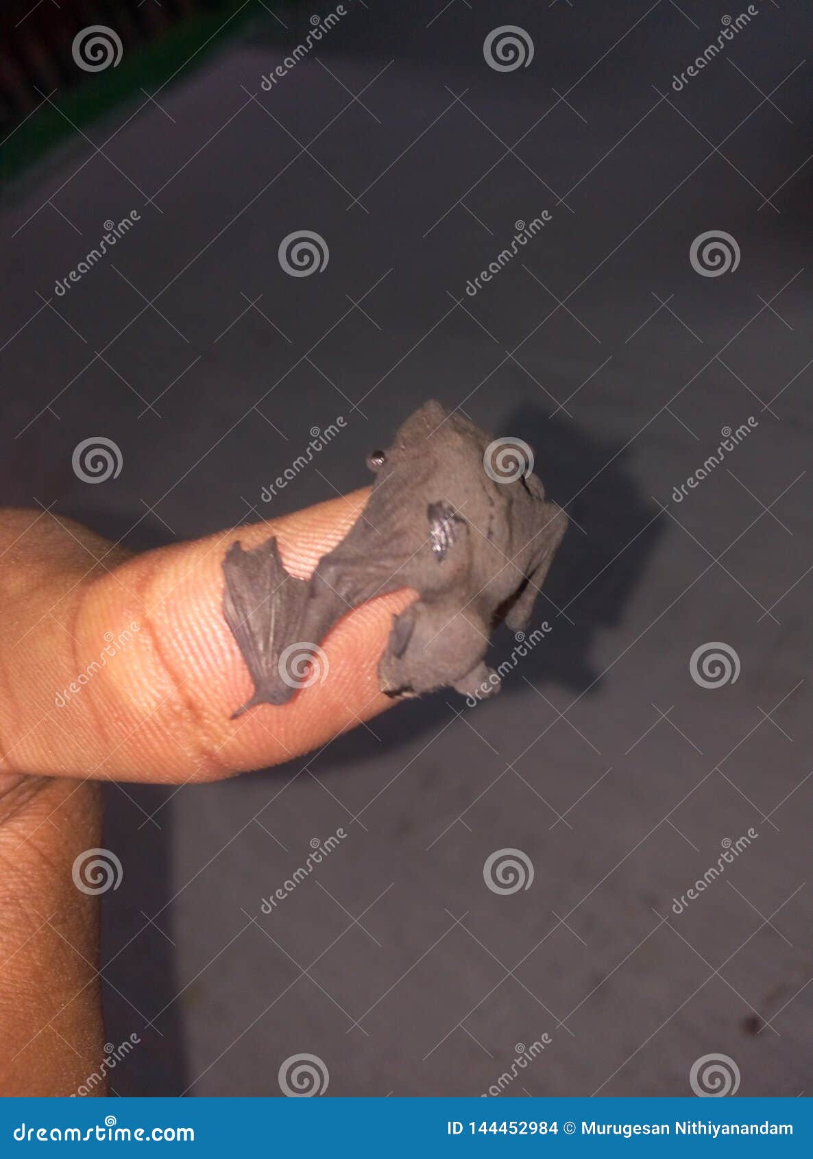 Tiny Bat stock photo. Image of hand, thumb, mammal, tiny - 144452984