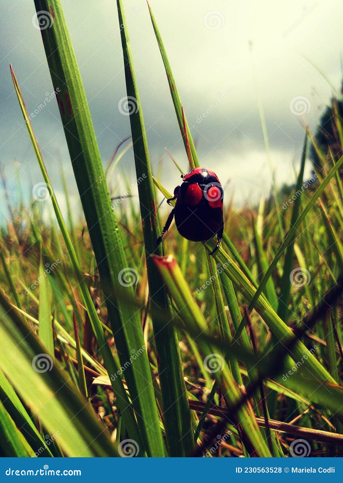 A tiny beautiful creature stock photo. Image of wildlife - 230563528