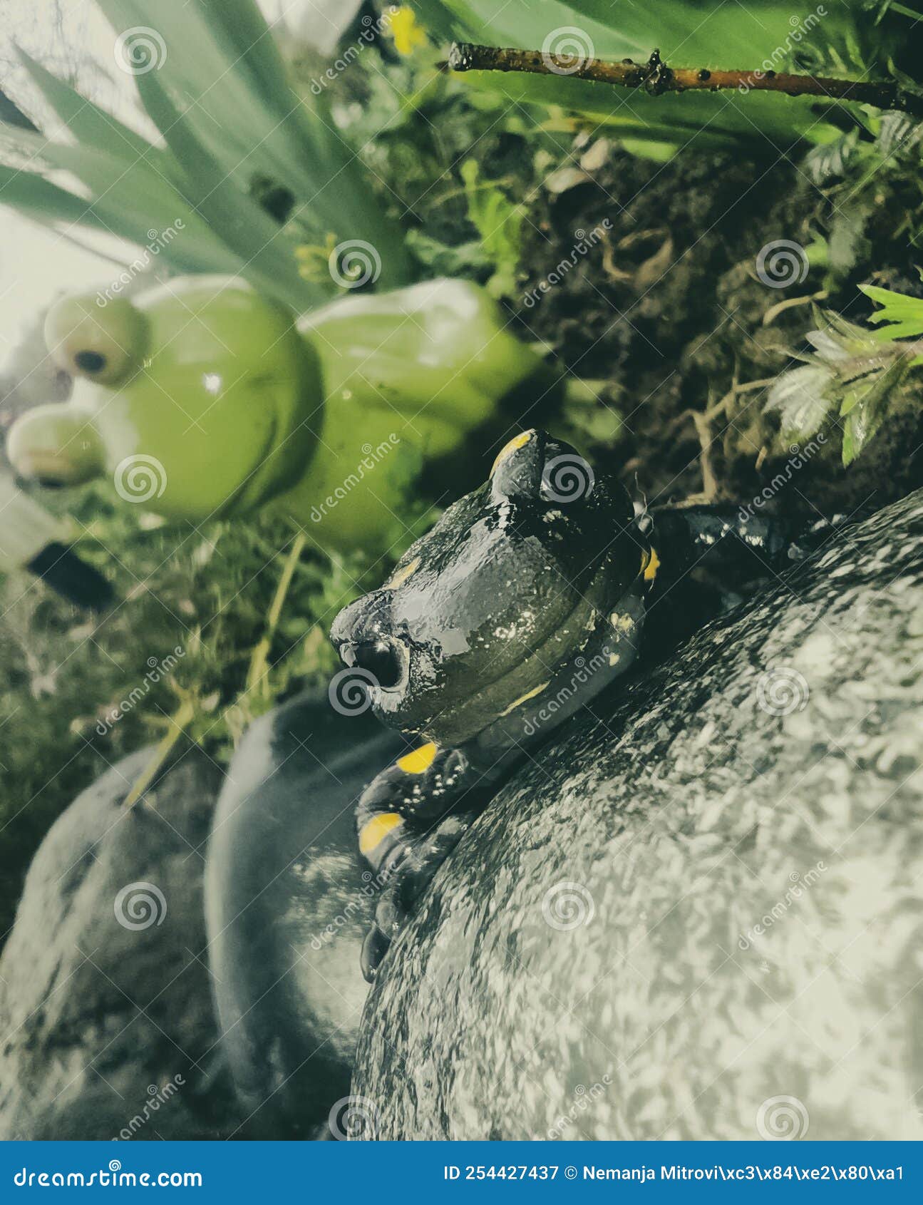 Tiny beautiful creatures stock image. Image of beautiful - 254427437