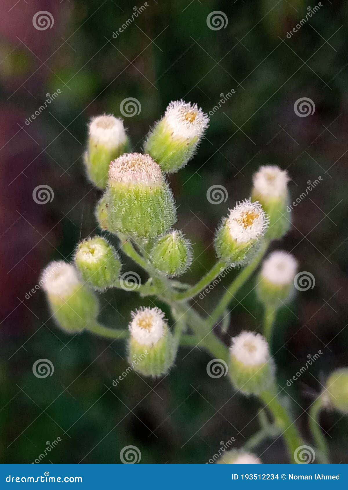 Tiny beautiful flowers stock photo. Image of nature - 193512234