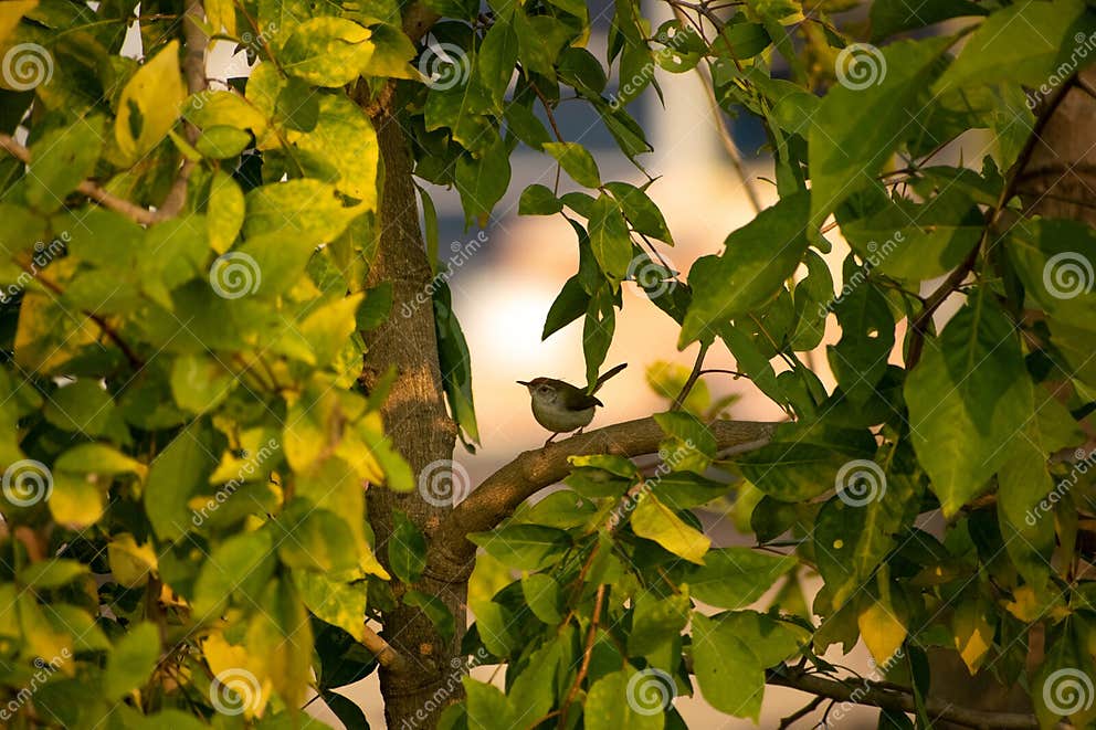 Beautiful Sunbird is Playing on the Branches of the Big Tree at Sunrise Stock Image - Image of ...