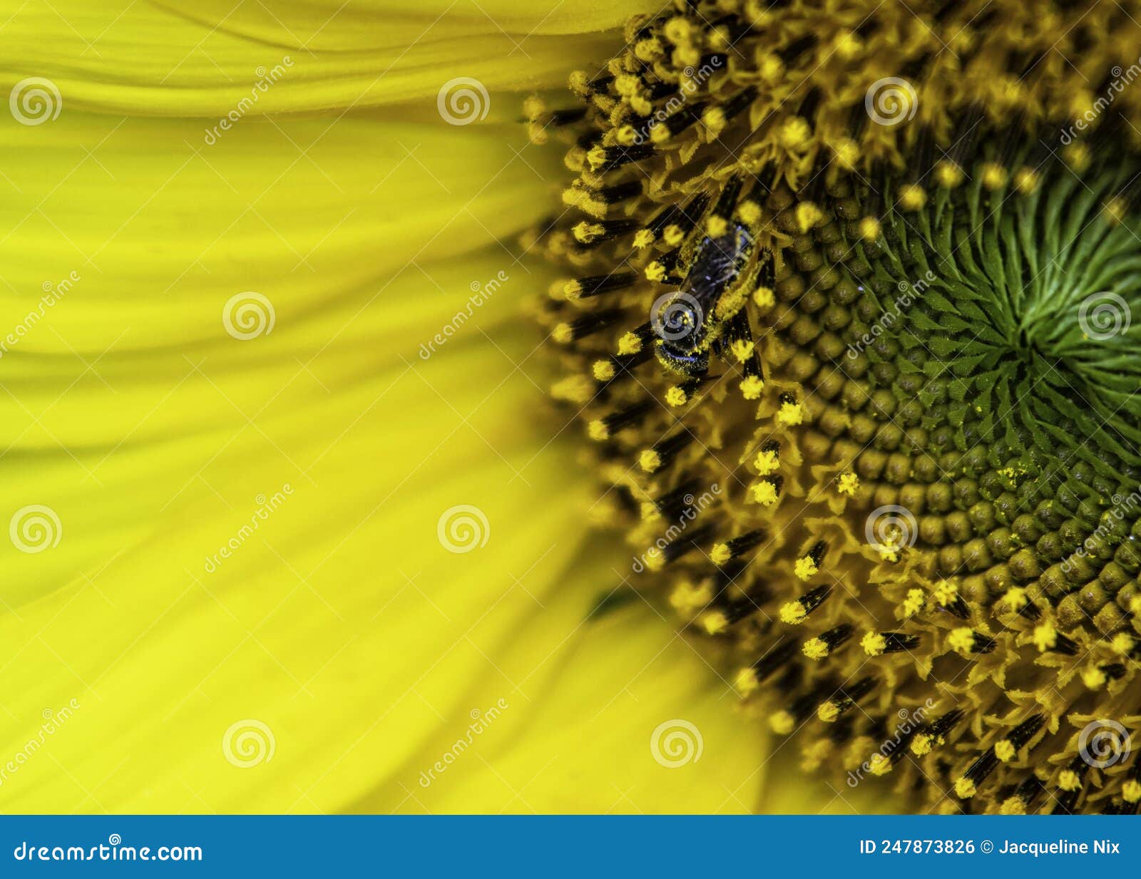 Tiny Bee Covered in Pollen on Sunflower Stock Photo - Image of bloom ...