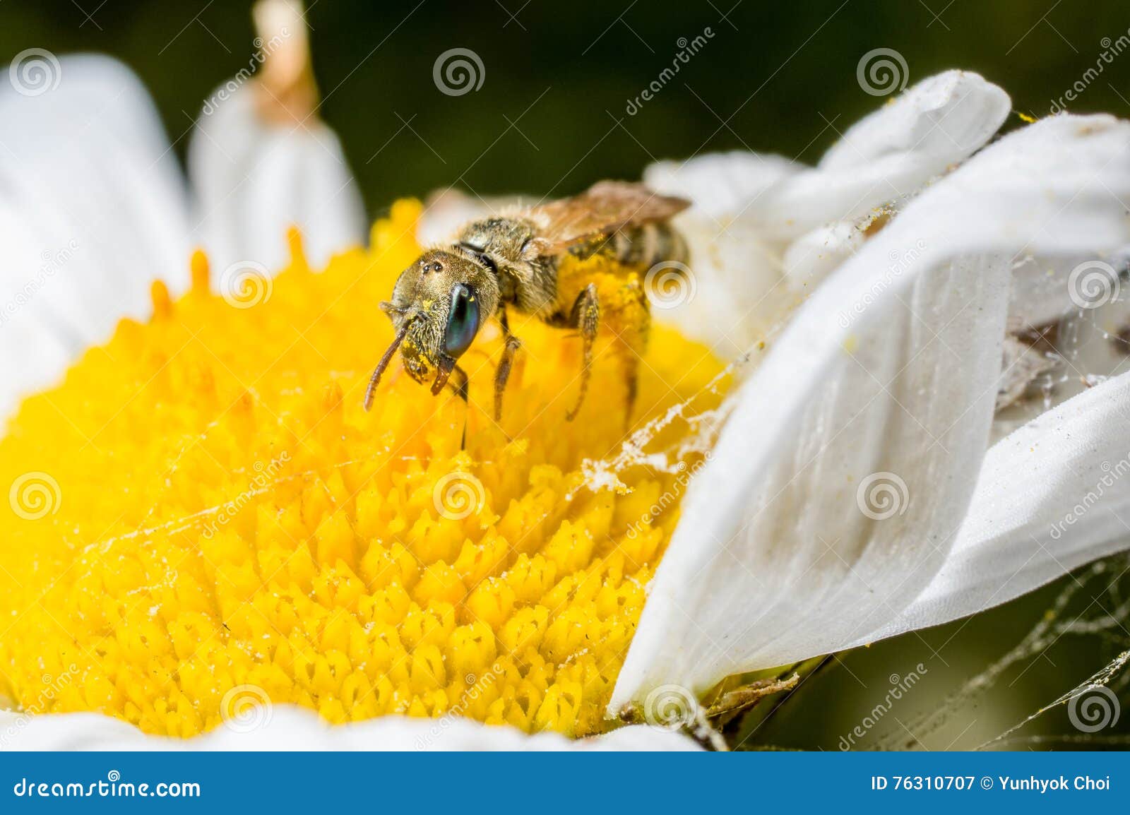 A tiny bee on a flower. stock image. Image of flower - 76310707