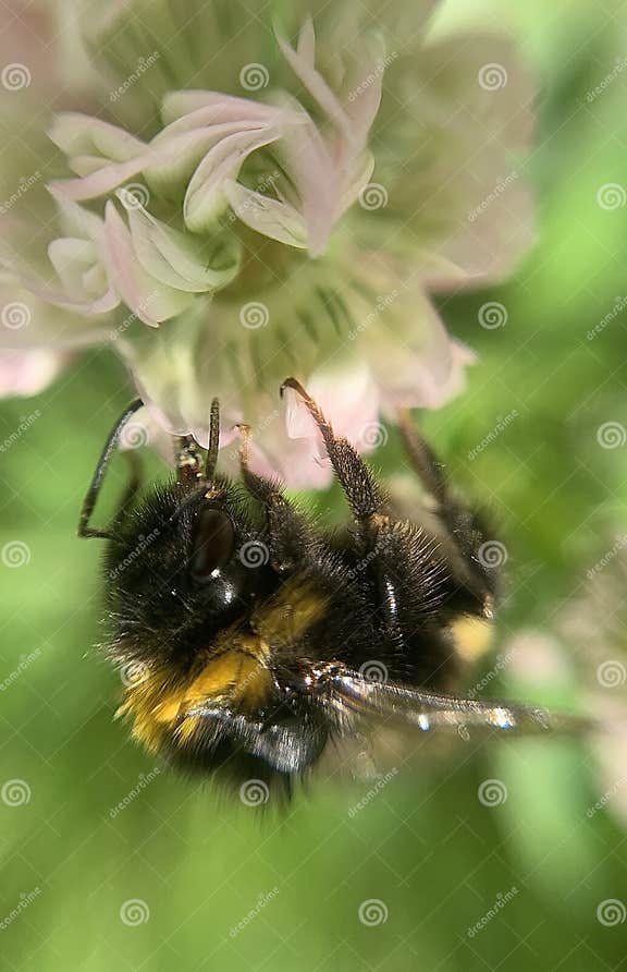 A tiny bee stock photo. Image of clover, insect, nature - 218932042