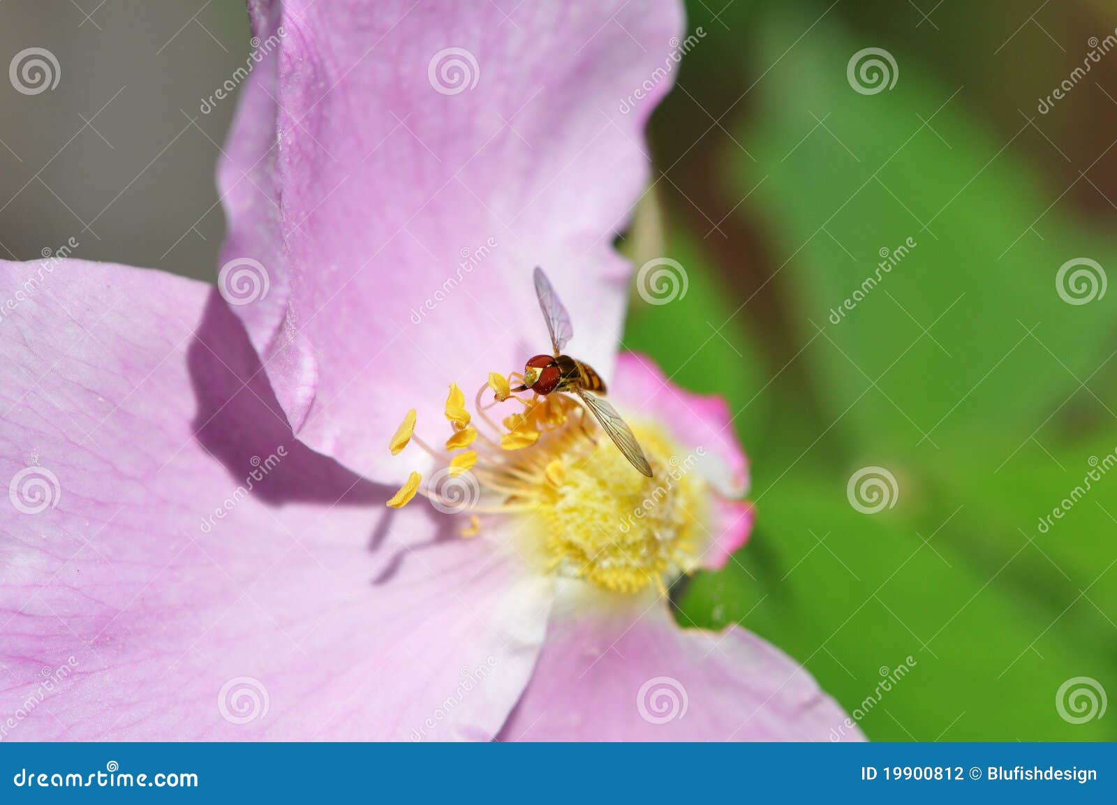 Tiny bee on a pink rose stock photo. Image of insect - 19900812