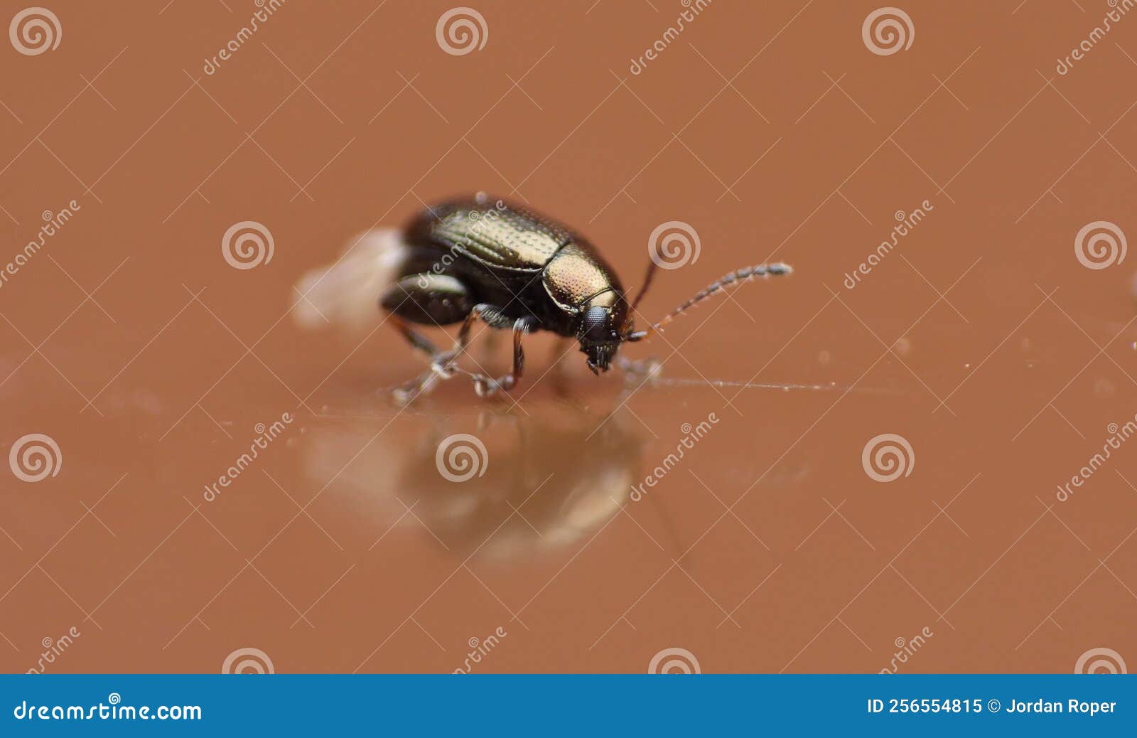 Tiny shiny beetle stock image. Image of paper, needle - 256554815