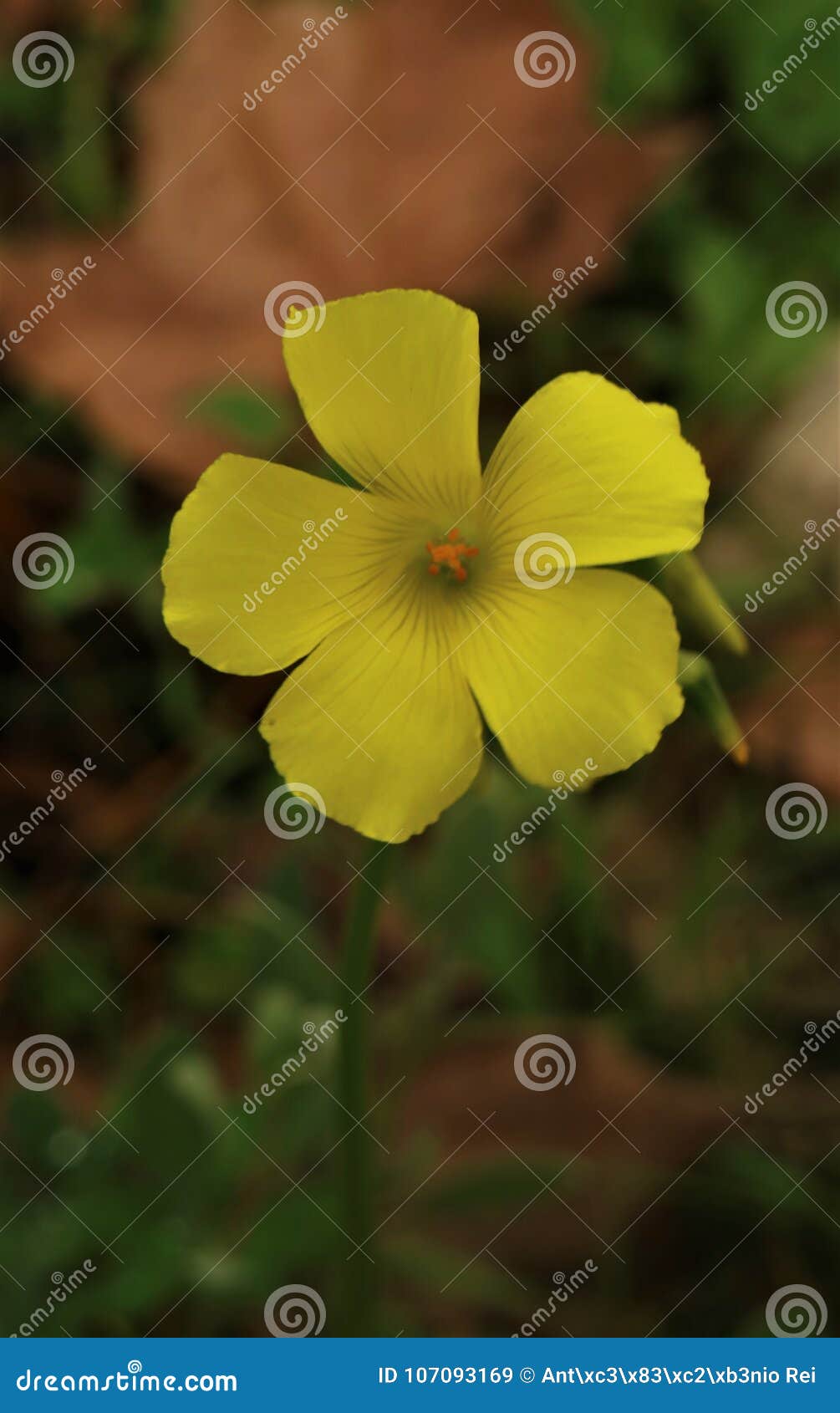 Tiny bell in yellow tones stock image. Image of aboard - 107093169