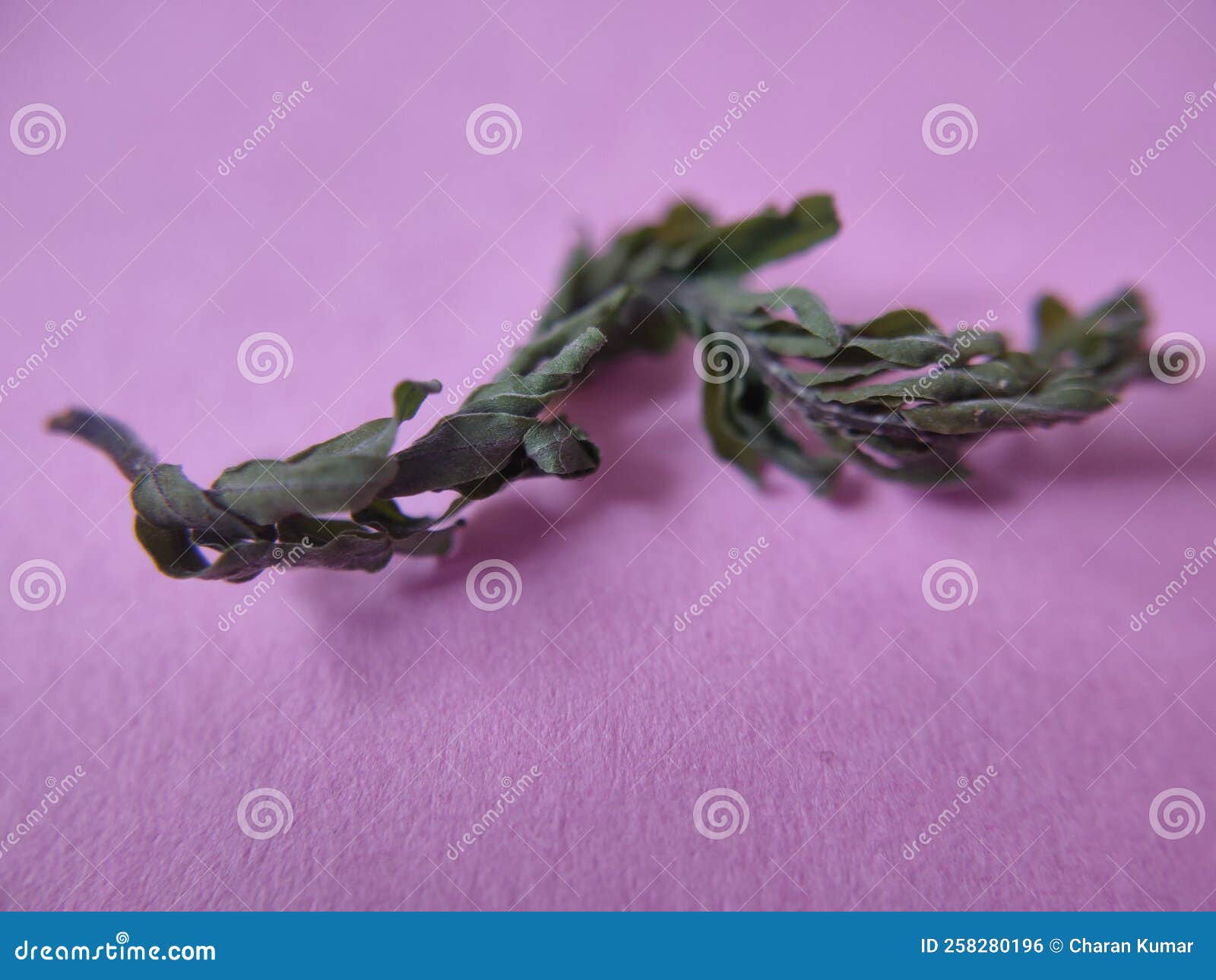 Tiny Bent Leaf & Pink Backdrop Stock Photo - Image of tiny, flower ...