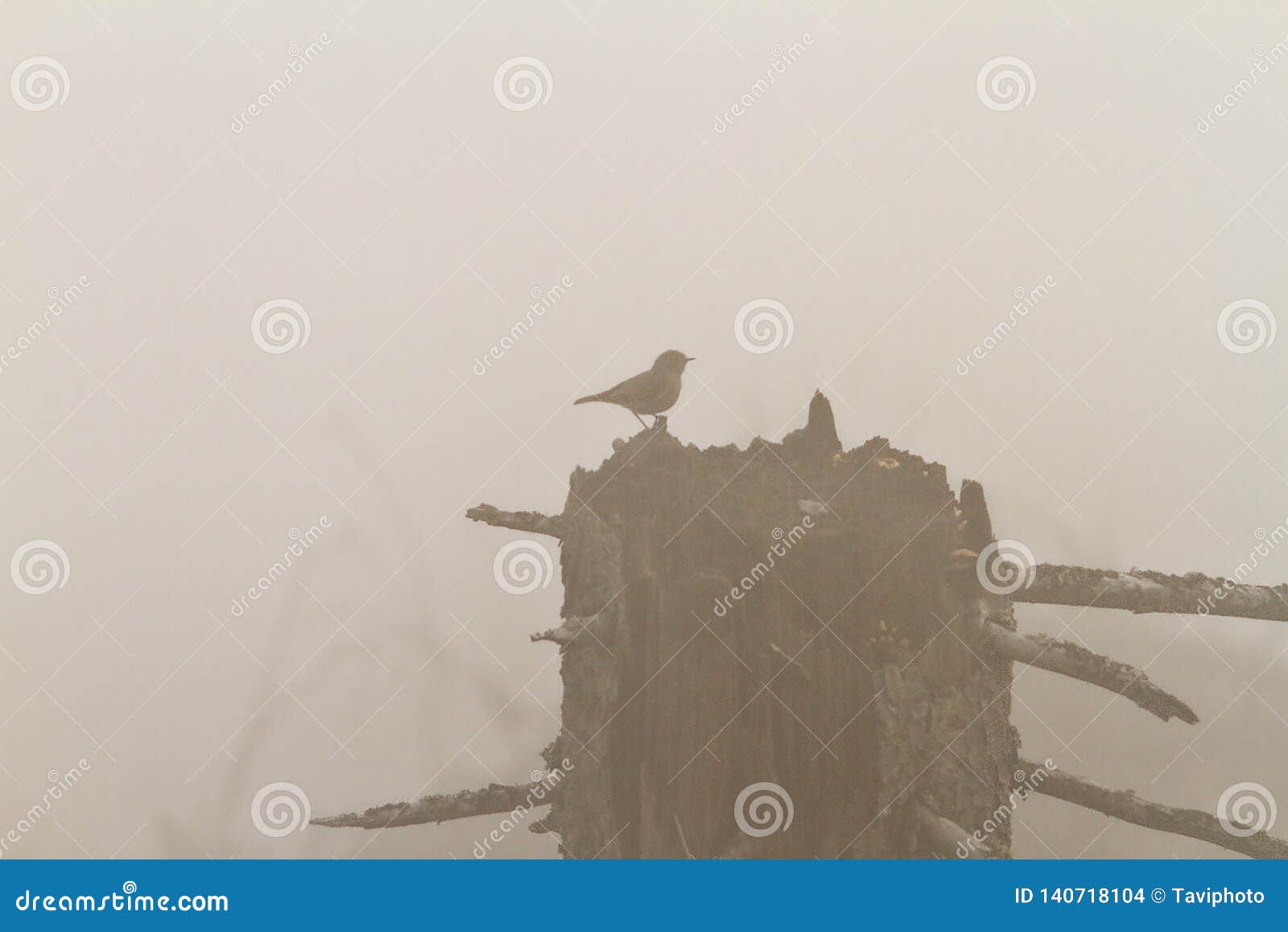 Tiny bird in morning fog stock photo. Image of morning - 140718104