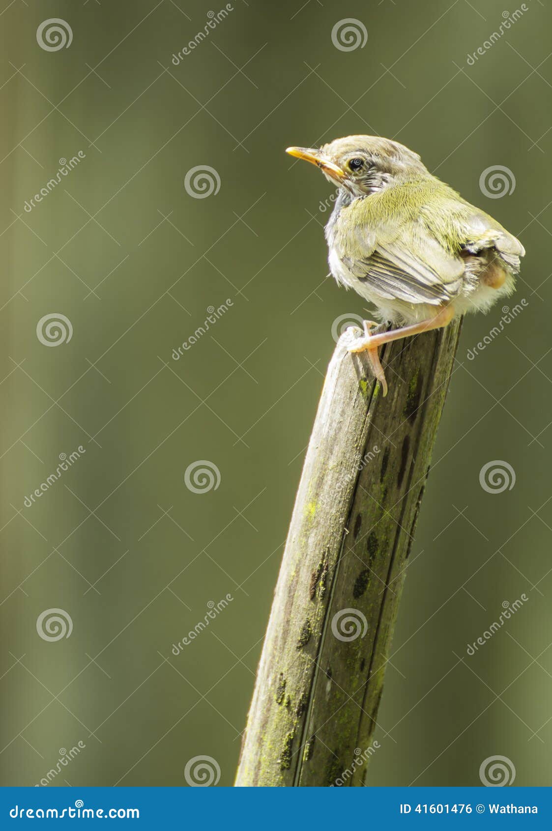 Tiny bird in the nature stock photo. Image of forest - 41601476