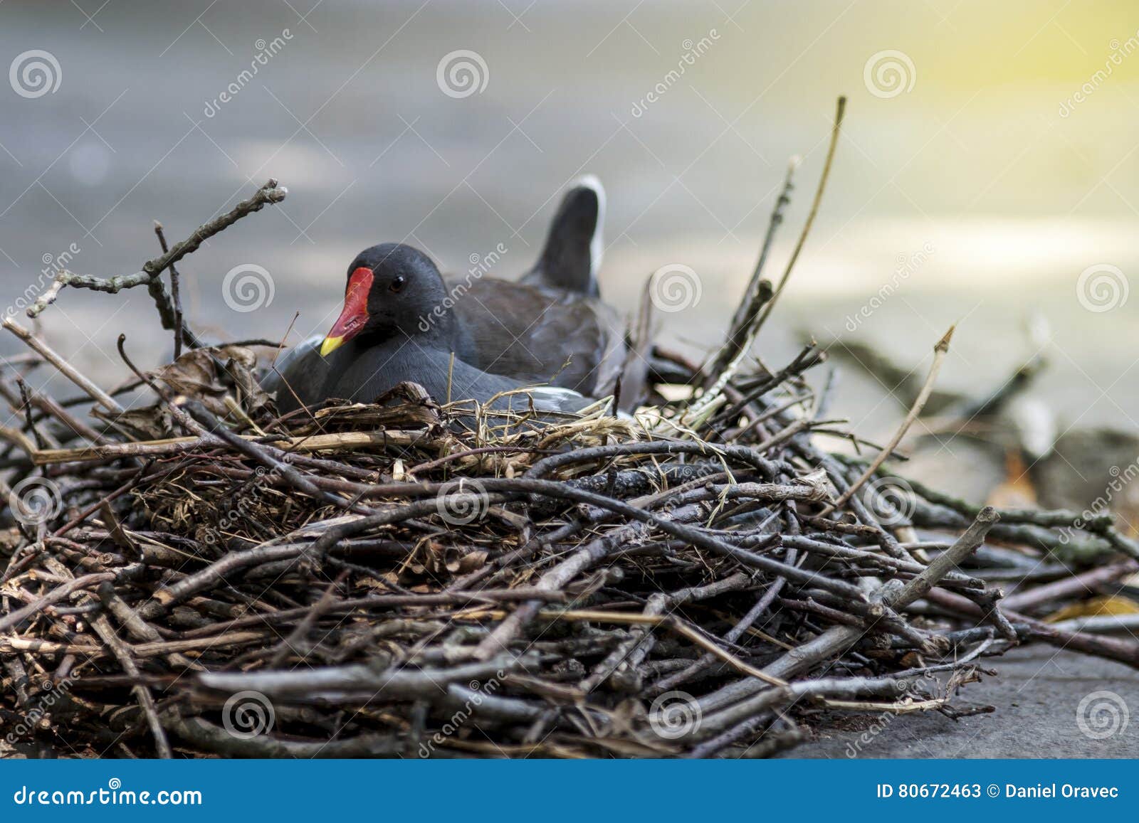 Tiny Bird on Nest stock image. Image of little, detail - 80672463
