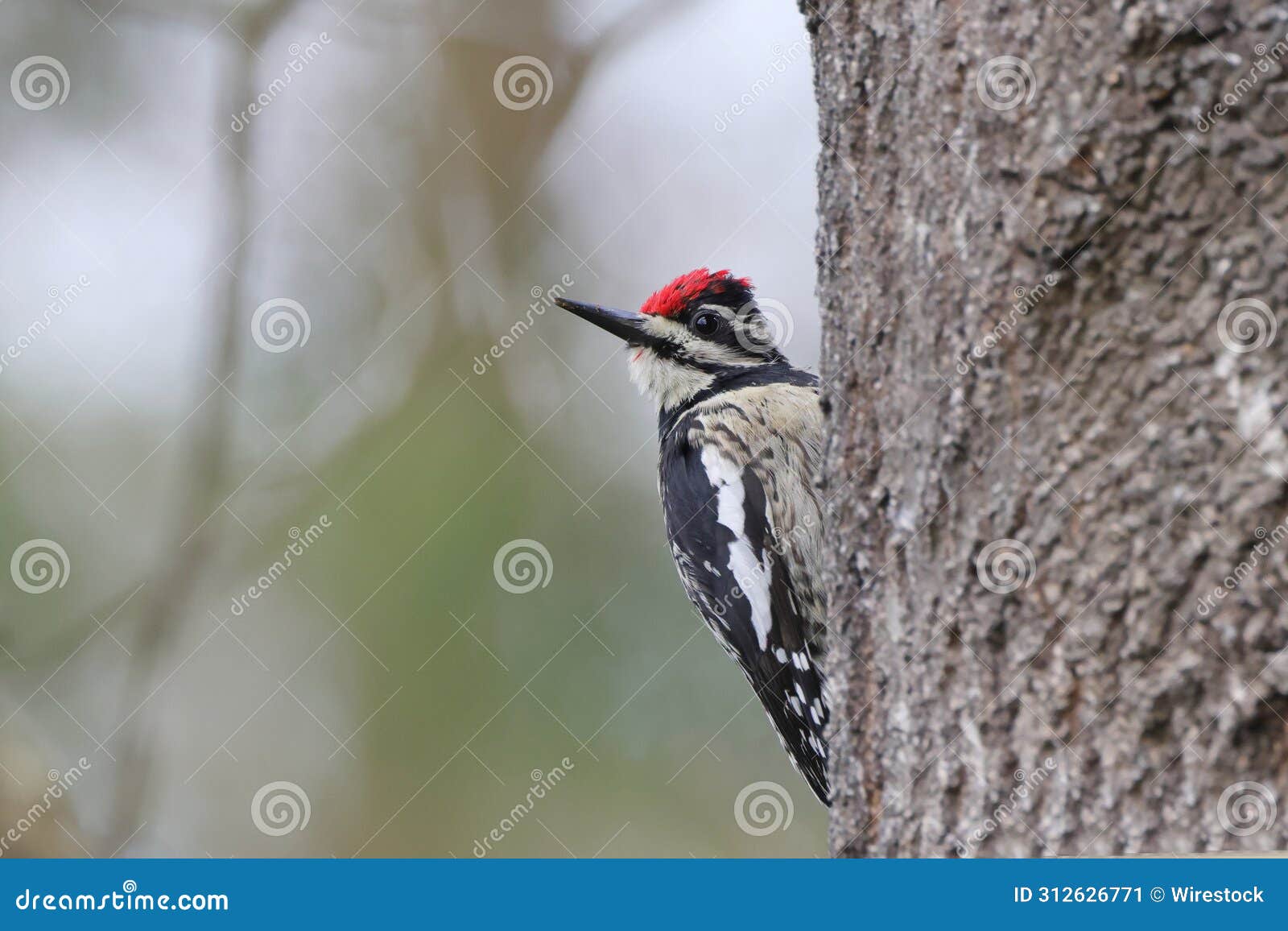 Tiny Bird Perches Gracefully on a Tree Branch Stock Image - Image of ...