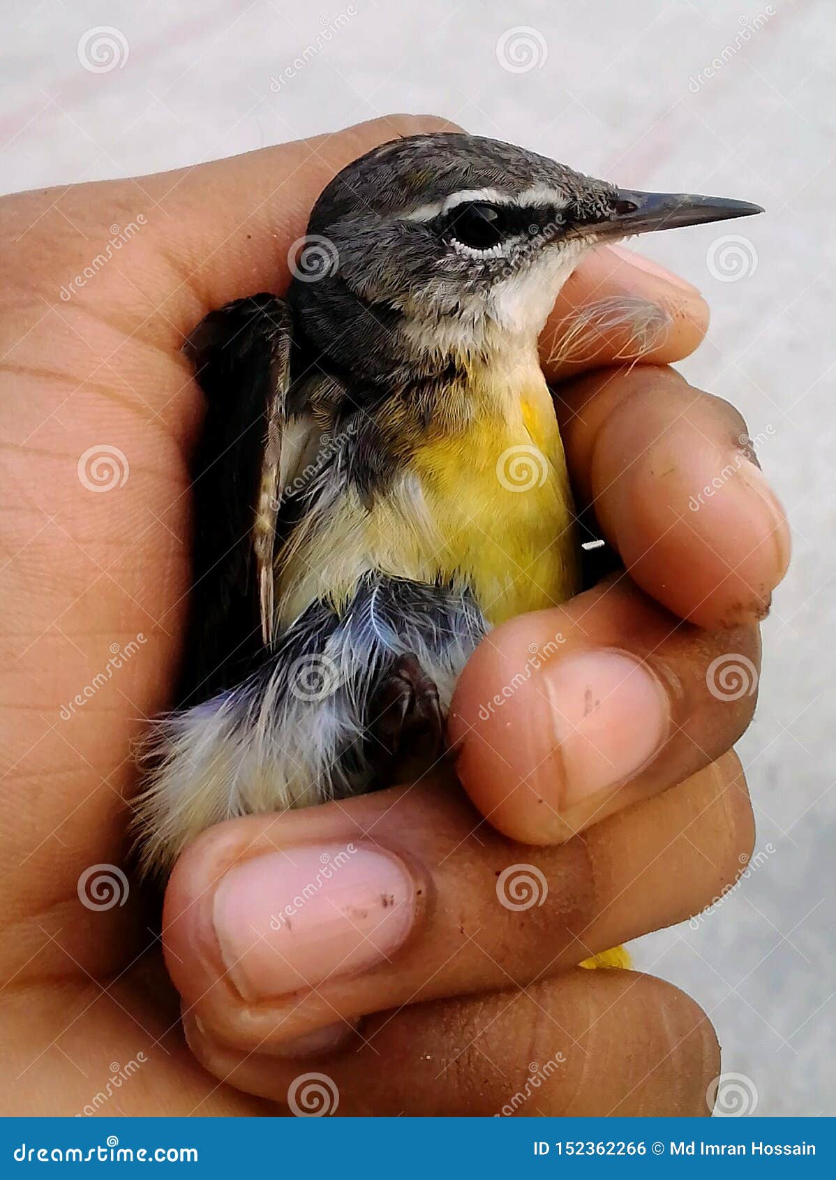 Tiny bird is so sad stock photo. Image of bird, tiny - 152362266