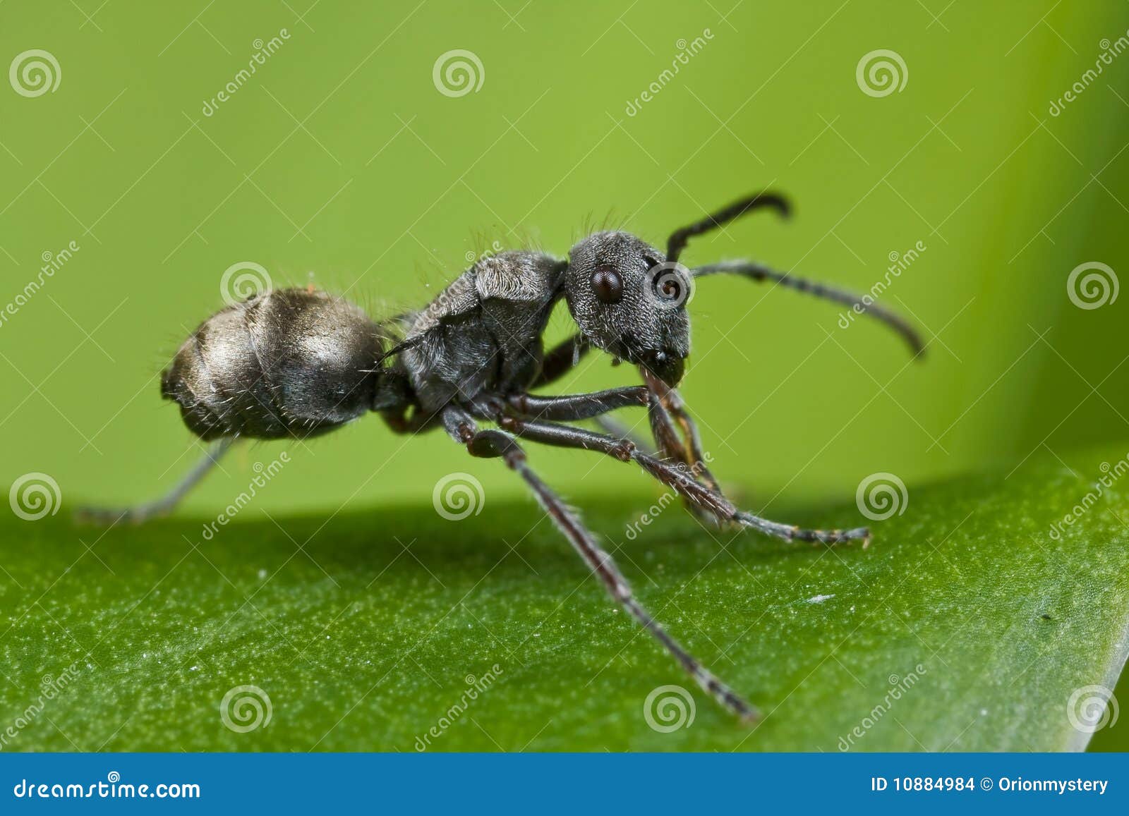 A tiny black ant stock photo. Image of wildlife, wilderness - 10884984