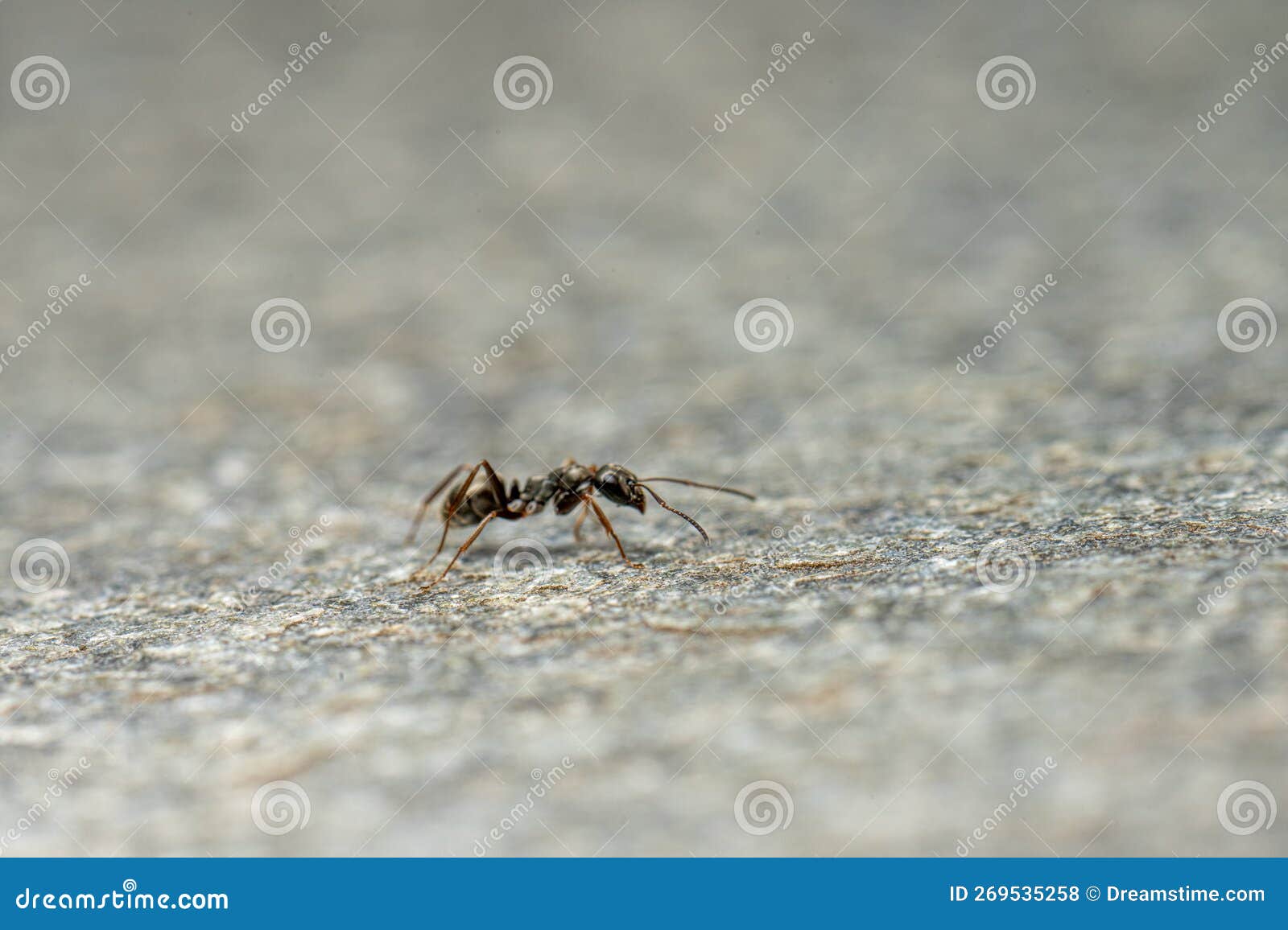 Tiny Black Ant Strolling Across a Stone Platter.. Stock Photo - Image ...