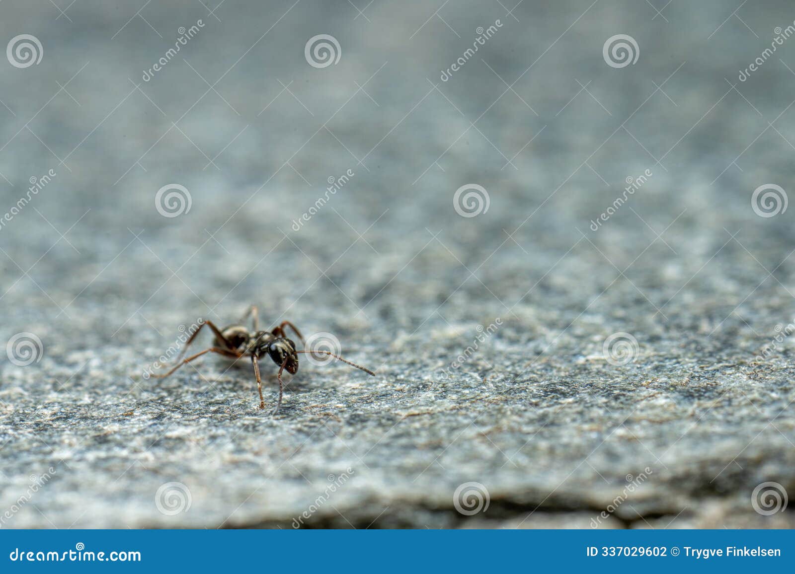 Tiny Black Ant Strolling Across a Stone Platter.. Stock Photo - Image ...
