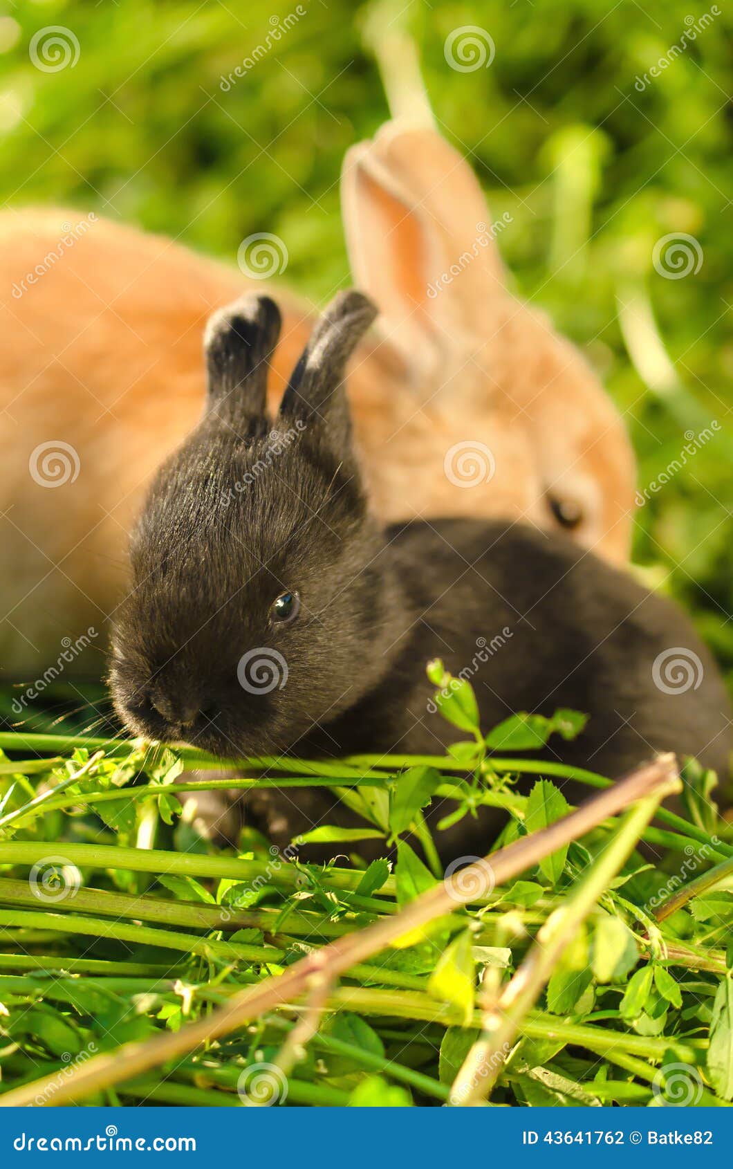 Tiny Black Bunny Resting with Big Orange Rabbit Stock Photo - Image of ...