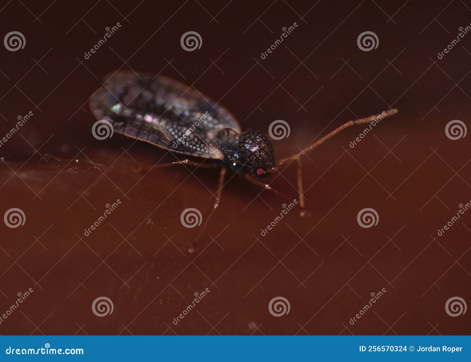 Tiny fly stock photo. Image of habitat, close, color - 256570324