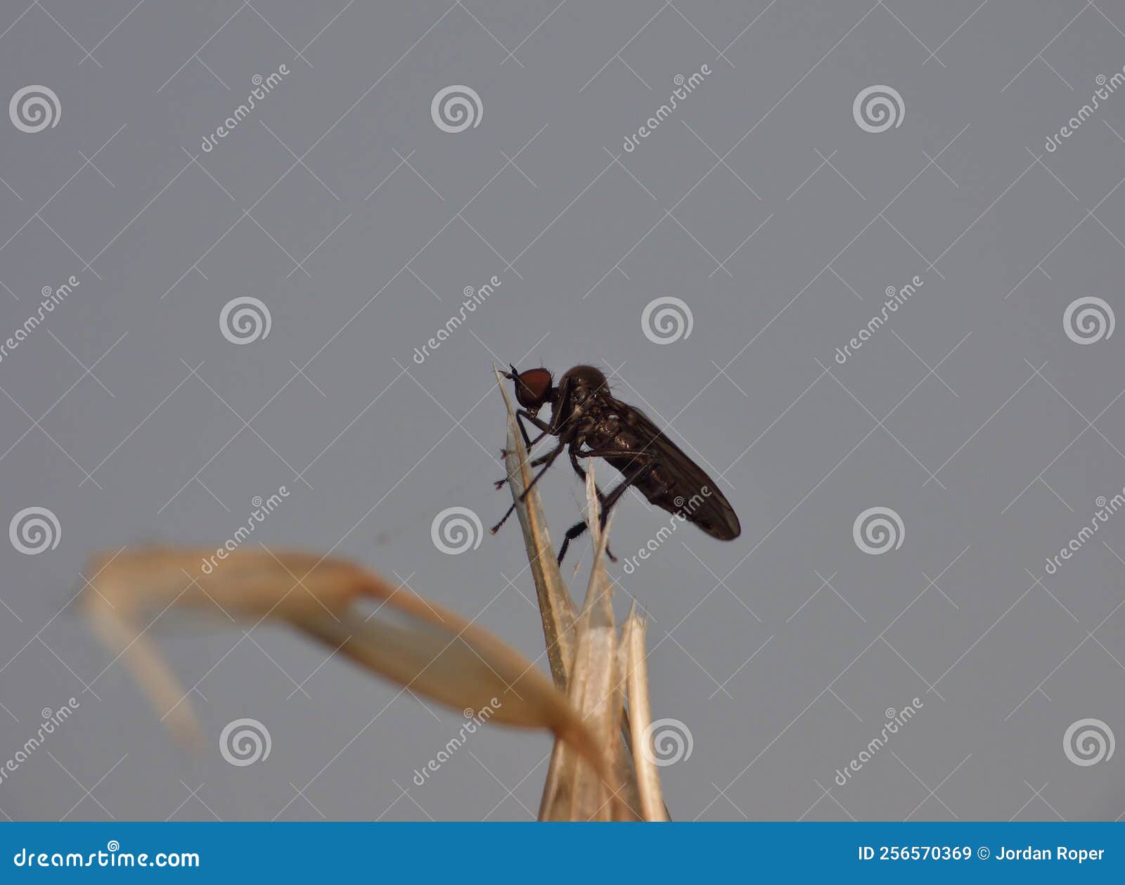 Black fly stock image. Image of dungfly, history, house - 256570369