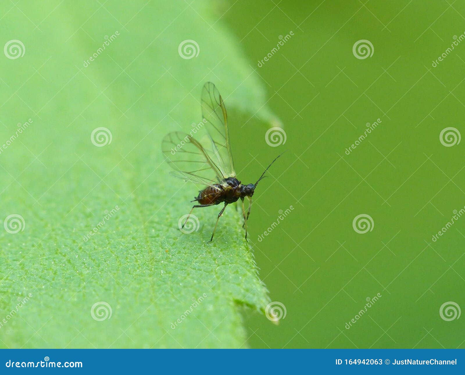 Tiny Black Fly on Leaf 2 stock image. Image of closeup - 164942063