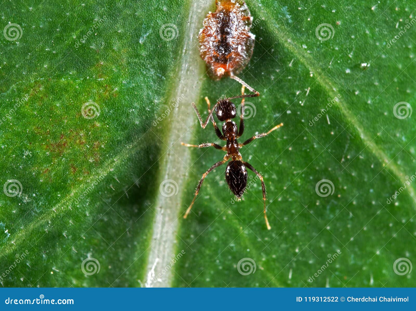 Tiny Black Garden Ant with Scale Insect on Green Leaf Stock Photo ...