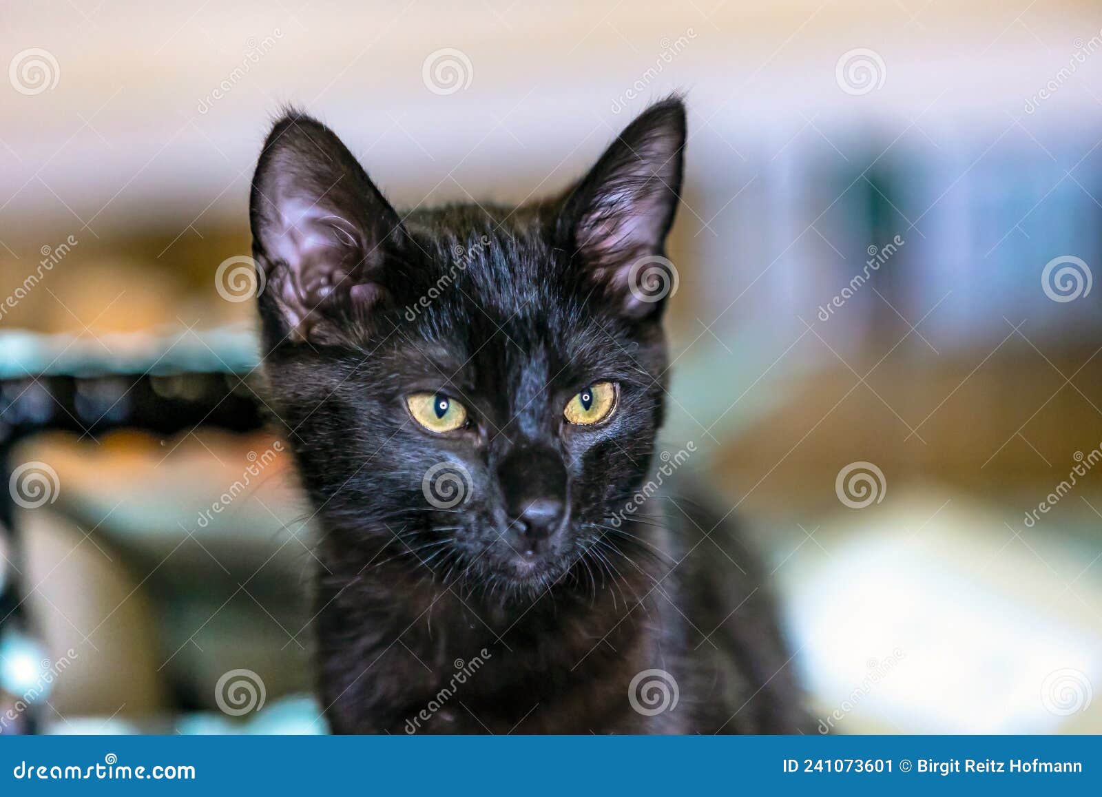Tiny black Kitten stock image. Image of vertebrate, domestic - 241073601