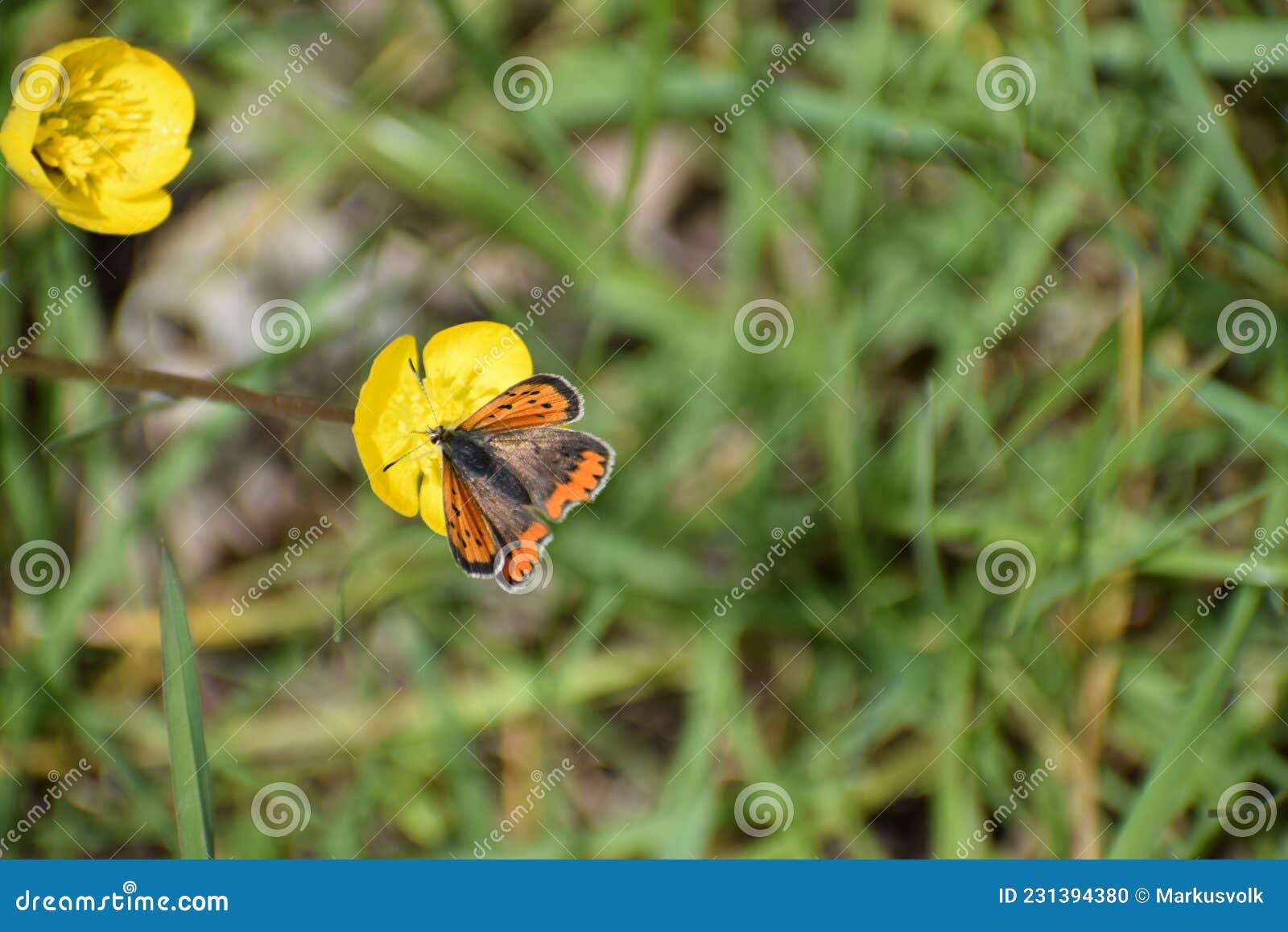 Small Butterfly on a Yellow Flower Stock Photo - Image of spring ...