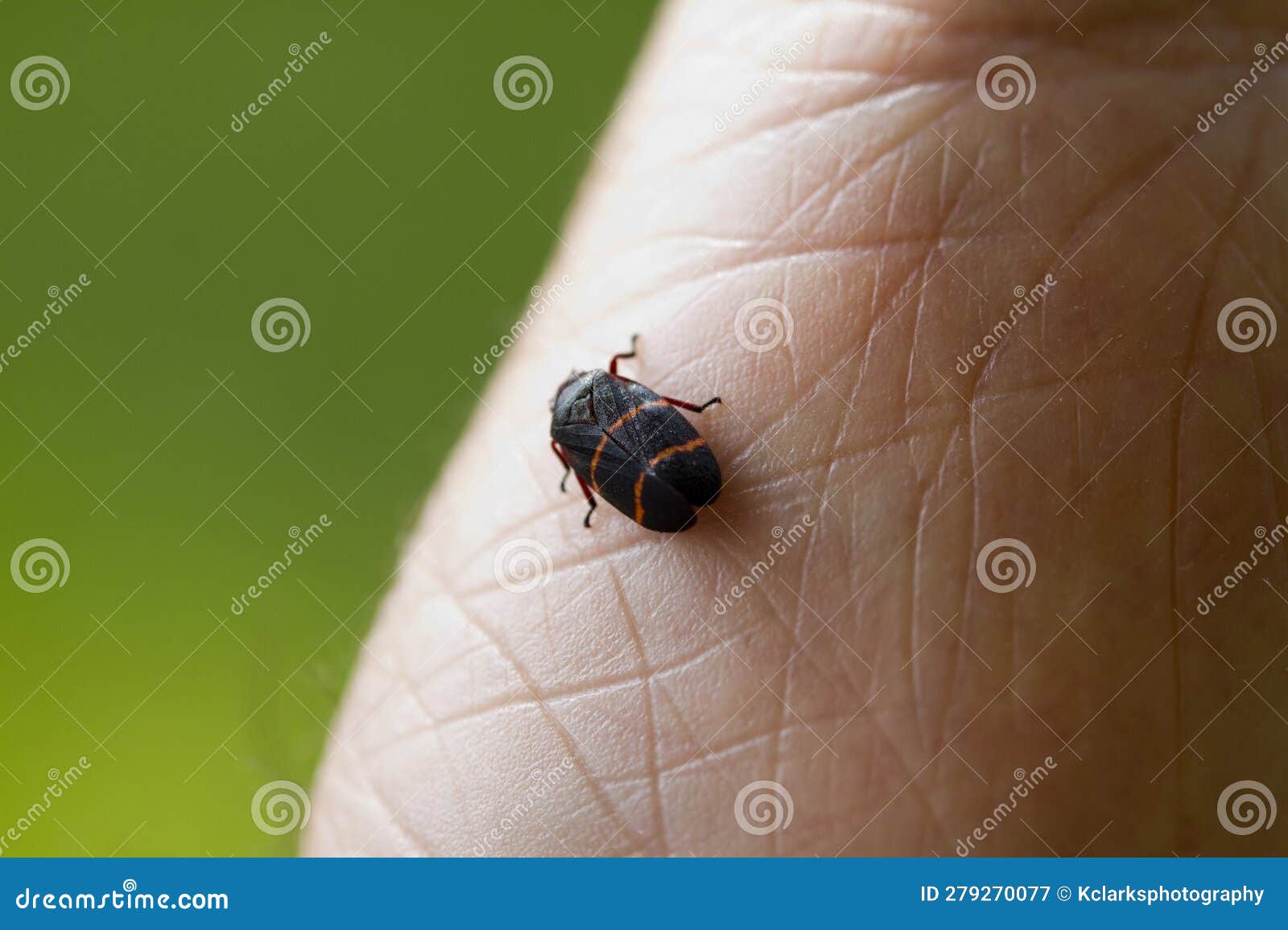 Tiny Black and Orange Two-Lined Spittlebug - Prosapia Bicincta Stock ...