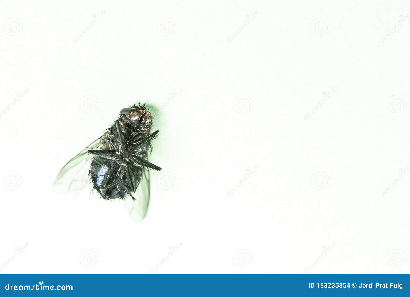 Tiny Black Ugly Fly Insect Resting on a White Background Stock Photo ...