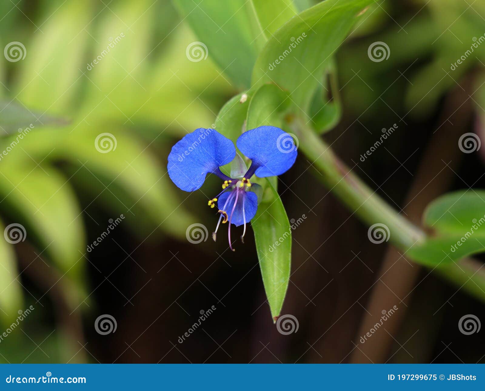 Tiny Blue Color Flower of a Weed Plant, Selective Focus Stock Image ...