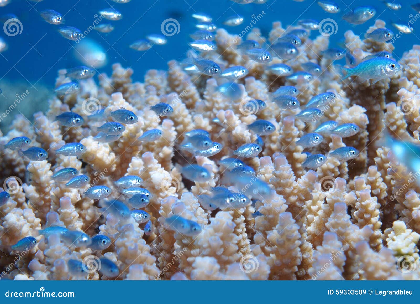 Tiny Blue Fishes in the Coral Reef Stock Image - Image of travel, fire ...