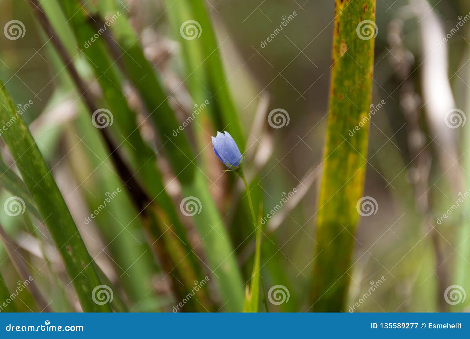 Tiny Blue Flower Bud with Green Leaves on the Background Stock Image ...