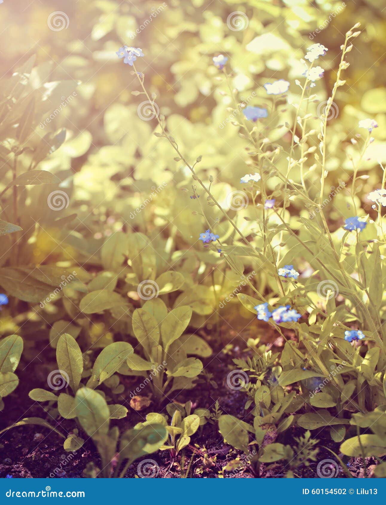 Tiny blue flowers stock photo. Image of park, summer - 60154502