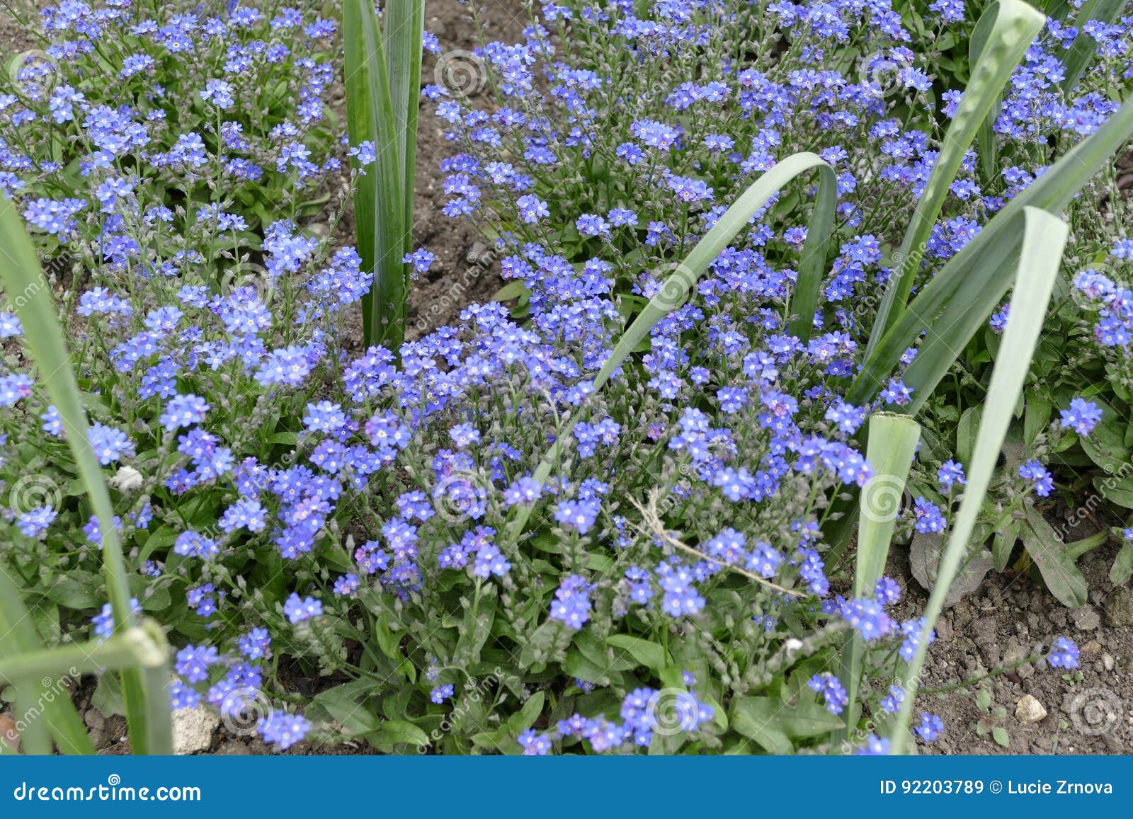 Tiny Blue Flowers in the Spring Stock Image - Image of bloom, colorful ...