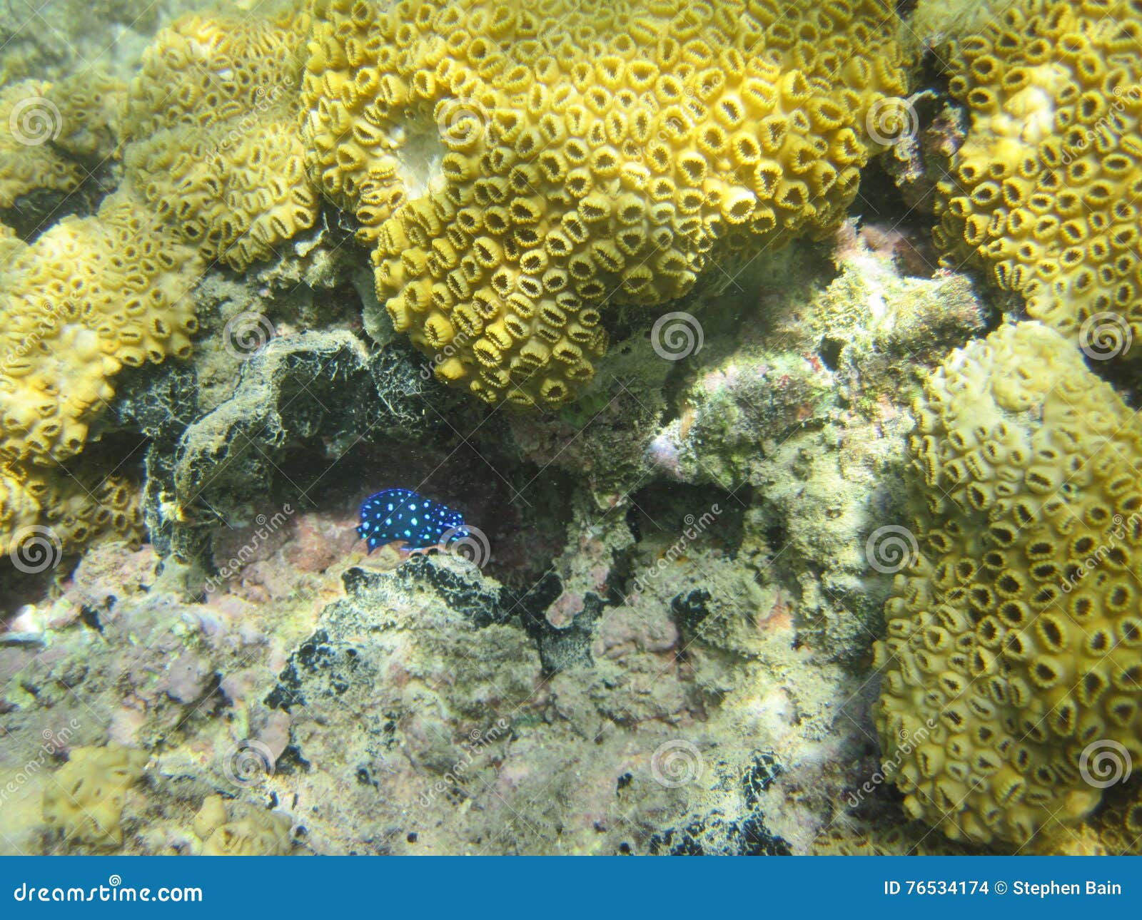 Tiny Blue Spotted Fish stock photo. Image of tiny, cute - 76534174