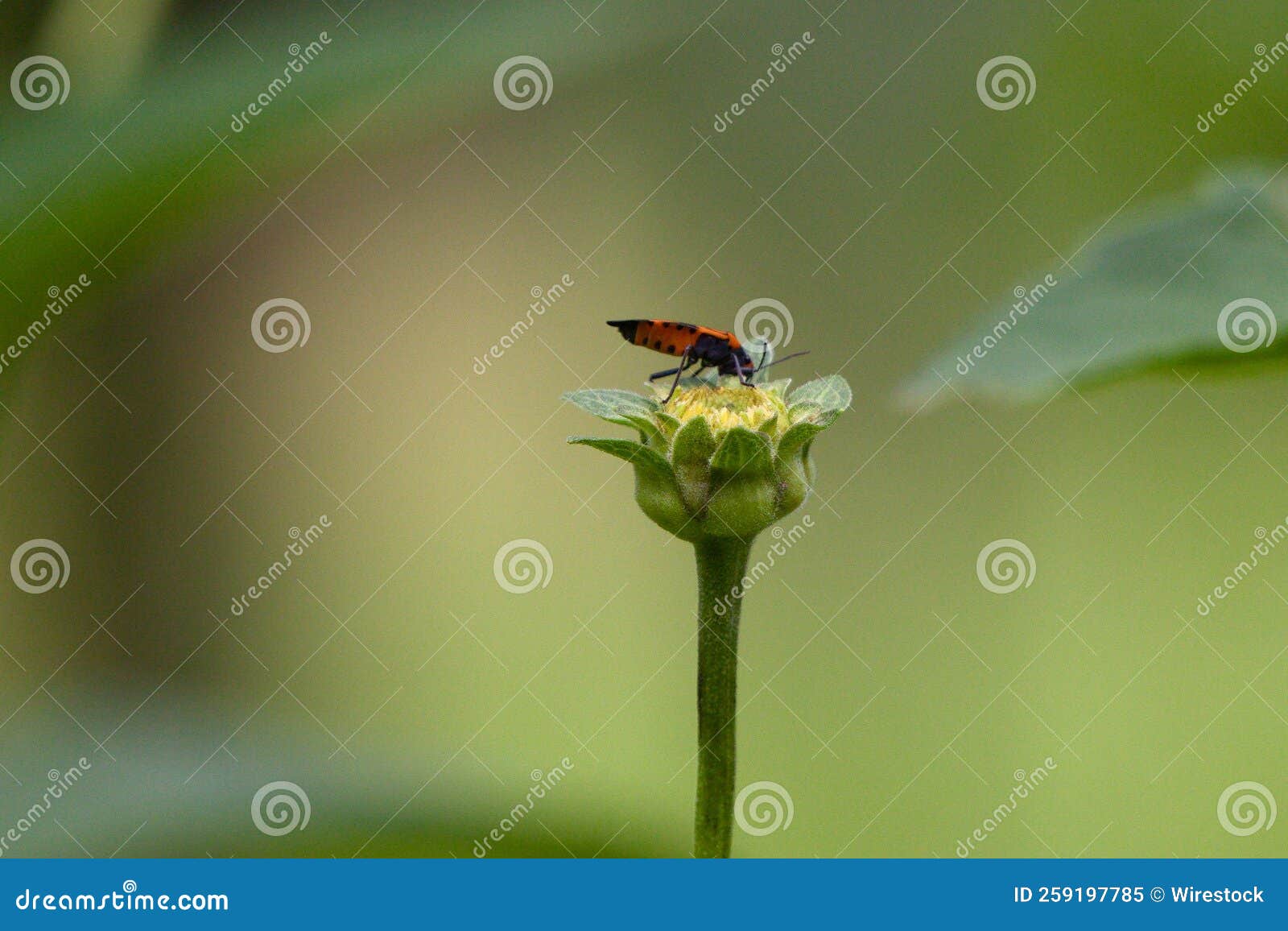 Tiny Boxelder Bug Perched on a Small Flower Bud in a Blurred Background ...