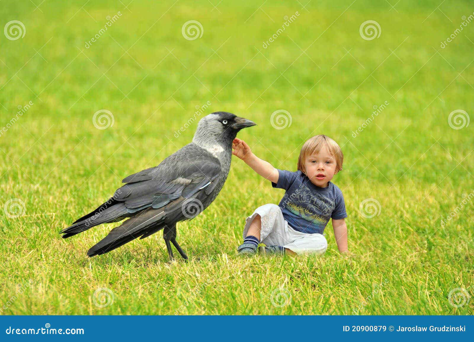 Tiny Boy Playing with a Crow Stock Image - Image of crow, child: 20900879