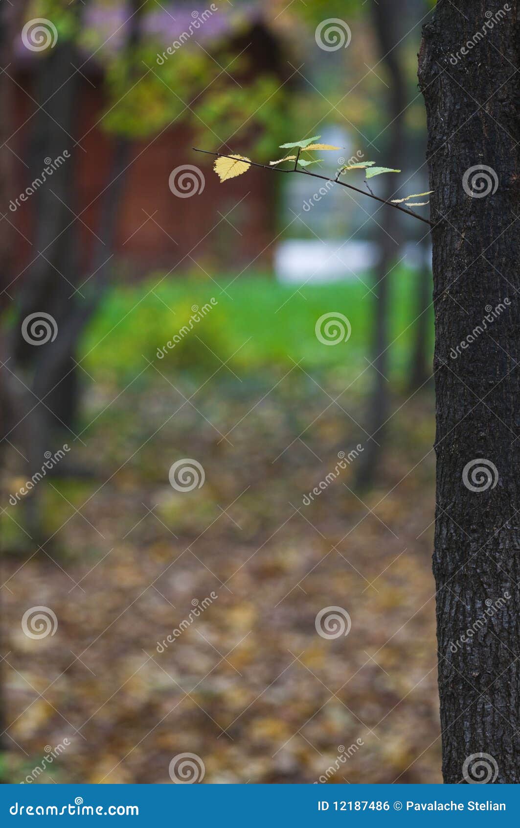 Tiny branch stock photo. Image of secondary, woodland - 12187486