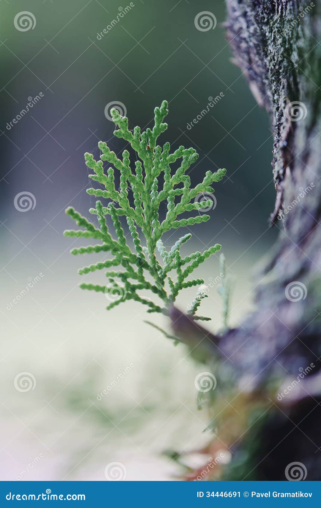 Tiny branch stock image. Image of cone, freshness, garden - 34446691