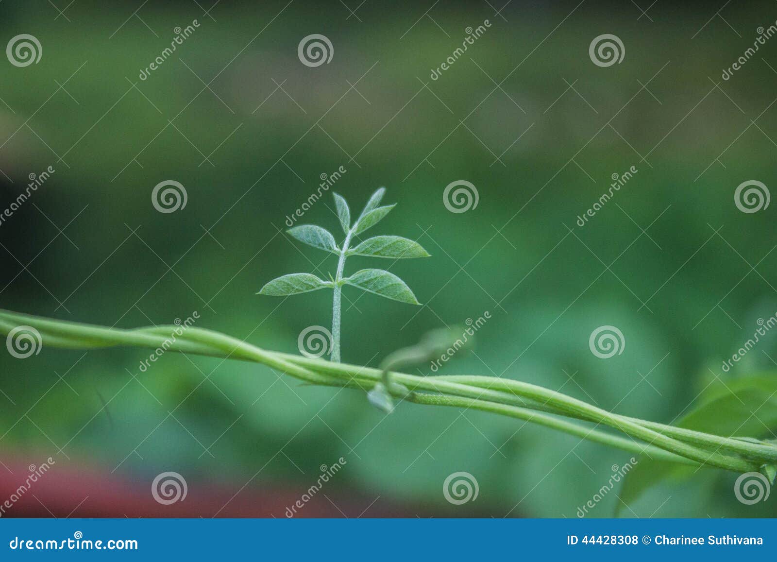 Tiny branch with leaves stock photo. Image of garden - 44428308