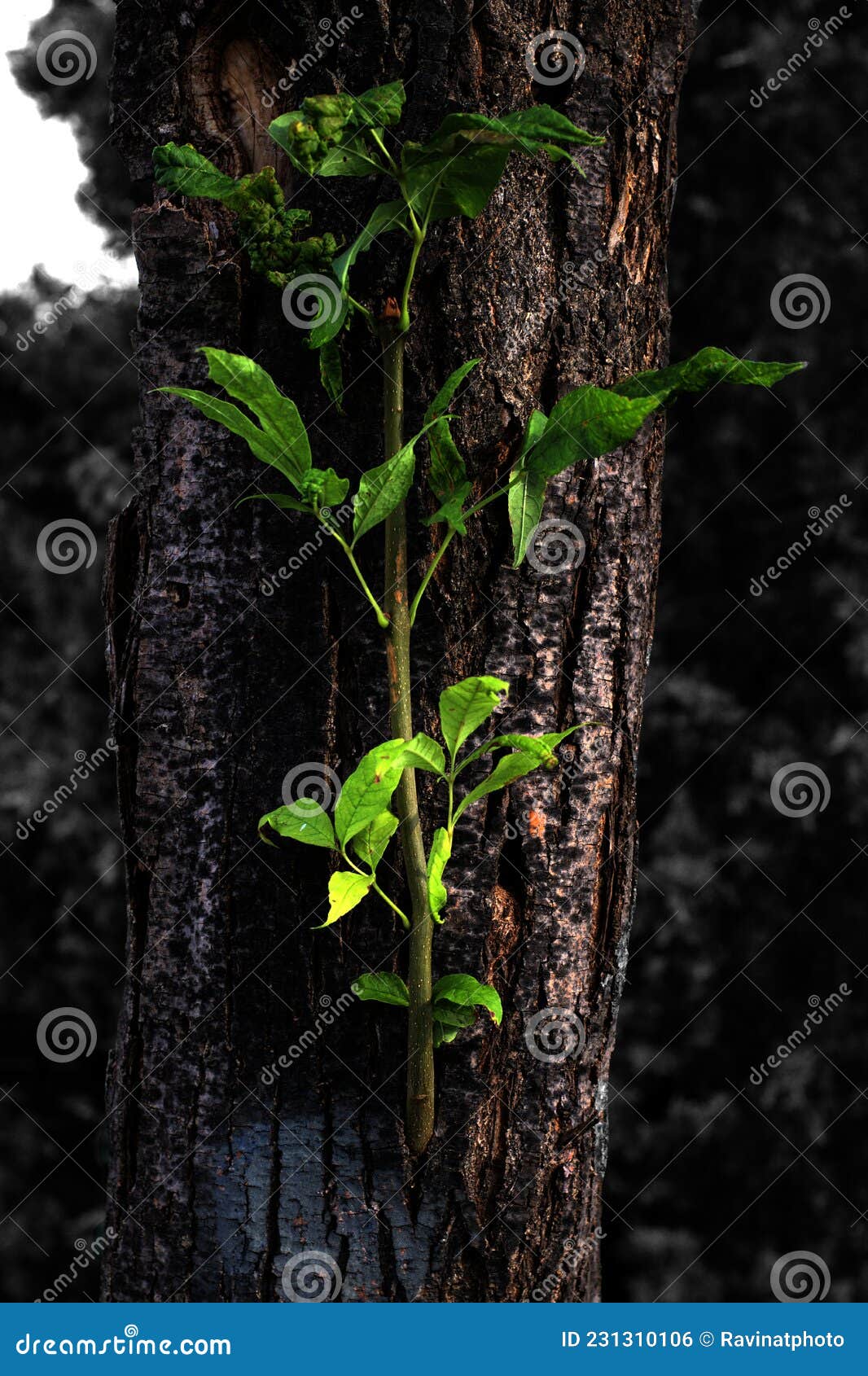 A Tiny Branch Shoots Off from a Mighty Tree Trunk Stock Photo - Image ...