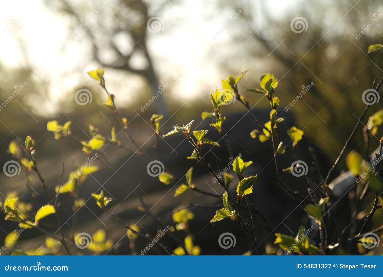Tiny branches stock image. Image of small, light, setting - 54831327