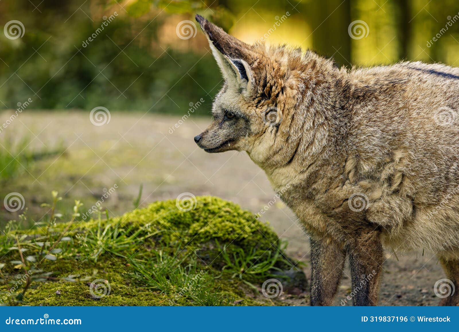 Tiny Brown Bat-eared Fox Perched on a Soil Patch Stock Photo - Image of ...