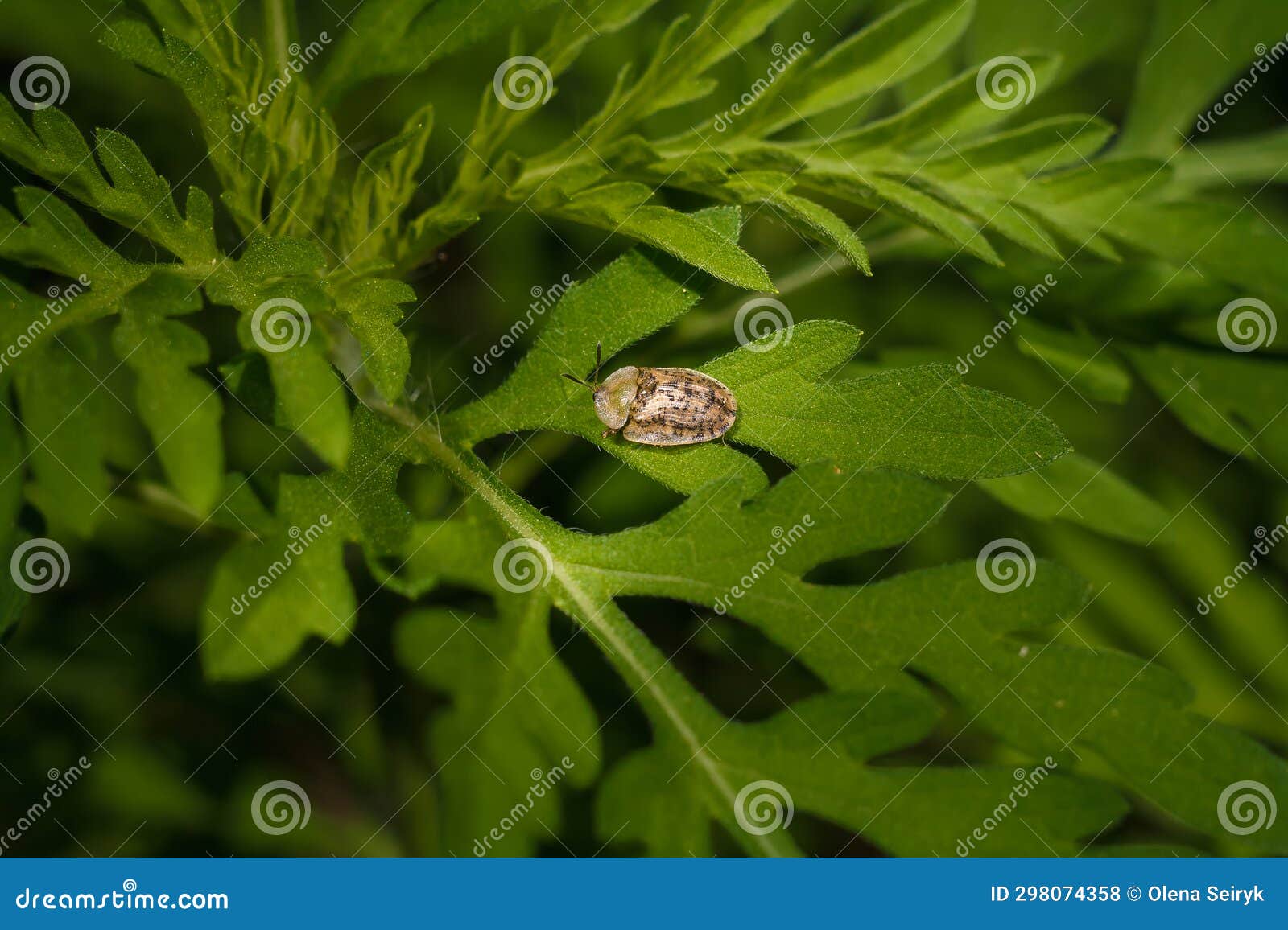 Tiny Brown Cassida Beetle Sitting on Bright Green Leaf in Sun Rays ...