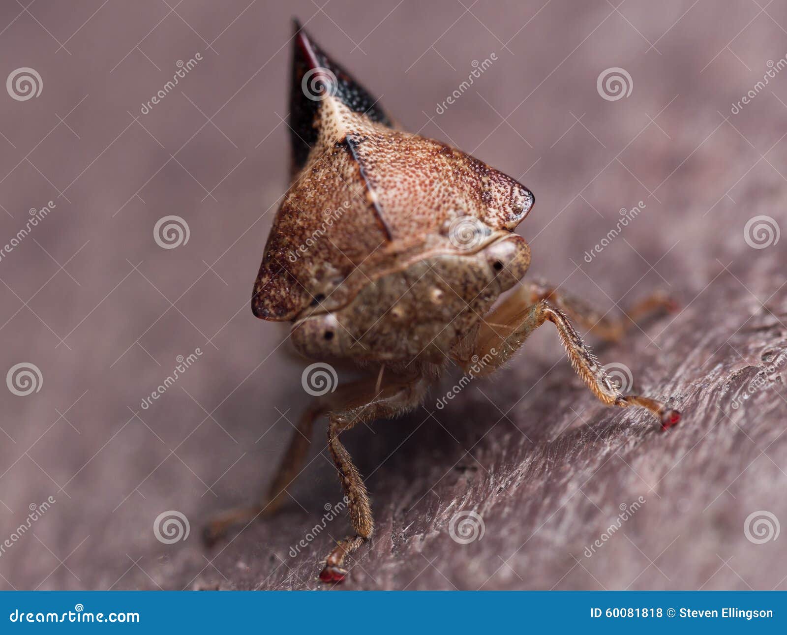 Tiny Brown Cicada with Big Fin Stock Photo - Image of eyes, tiny: 60081818