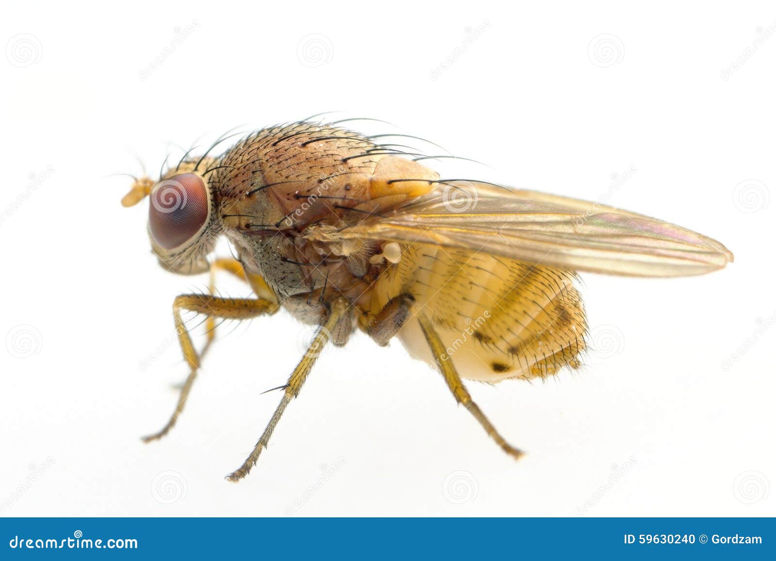 Tiny Brown Fly Isolated on White Stock Photo - Image of eyes, nature ...