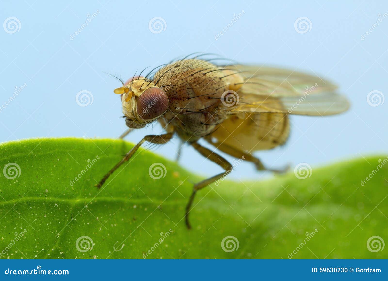 Tiny Brown Fly stock photo. Image of details, wild, eyes - 59630230